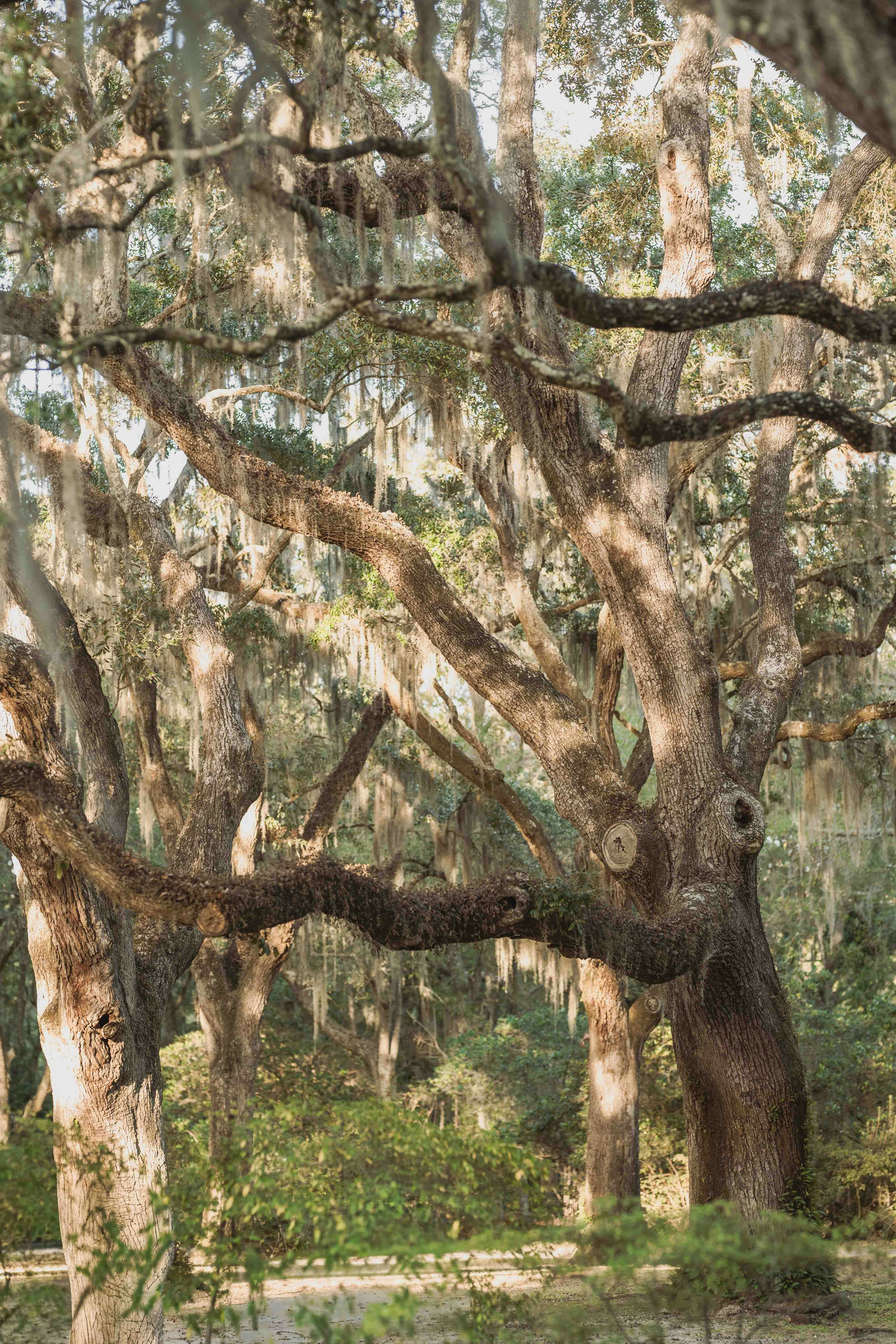Spanish moss on South Carolina Oak