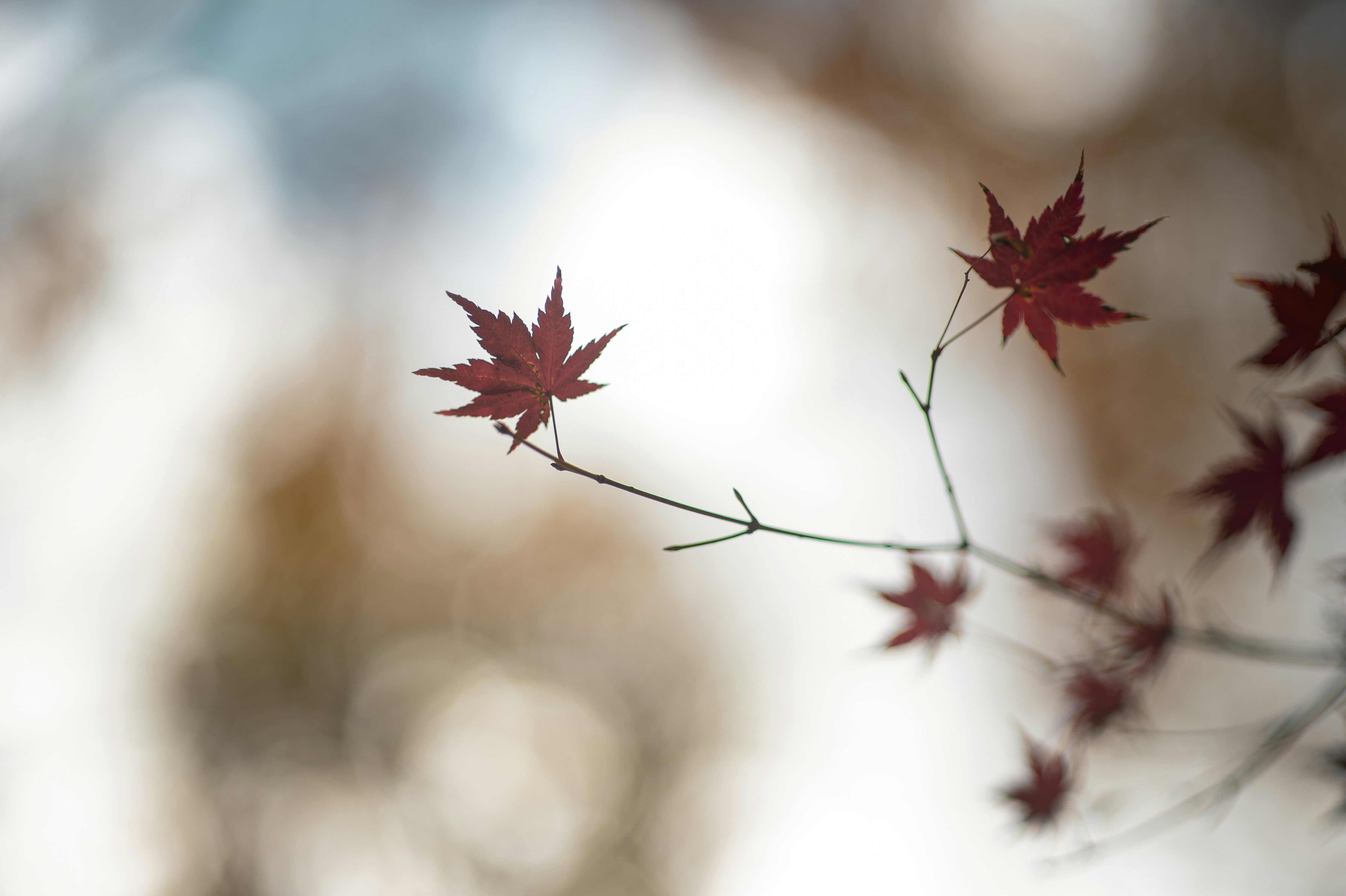 Crimson Maple in Soft Backlight