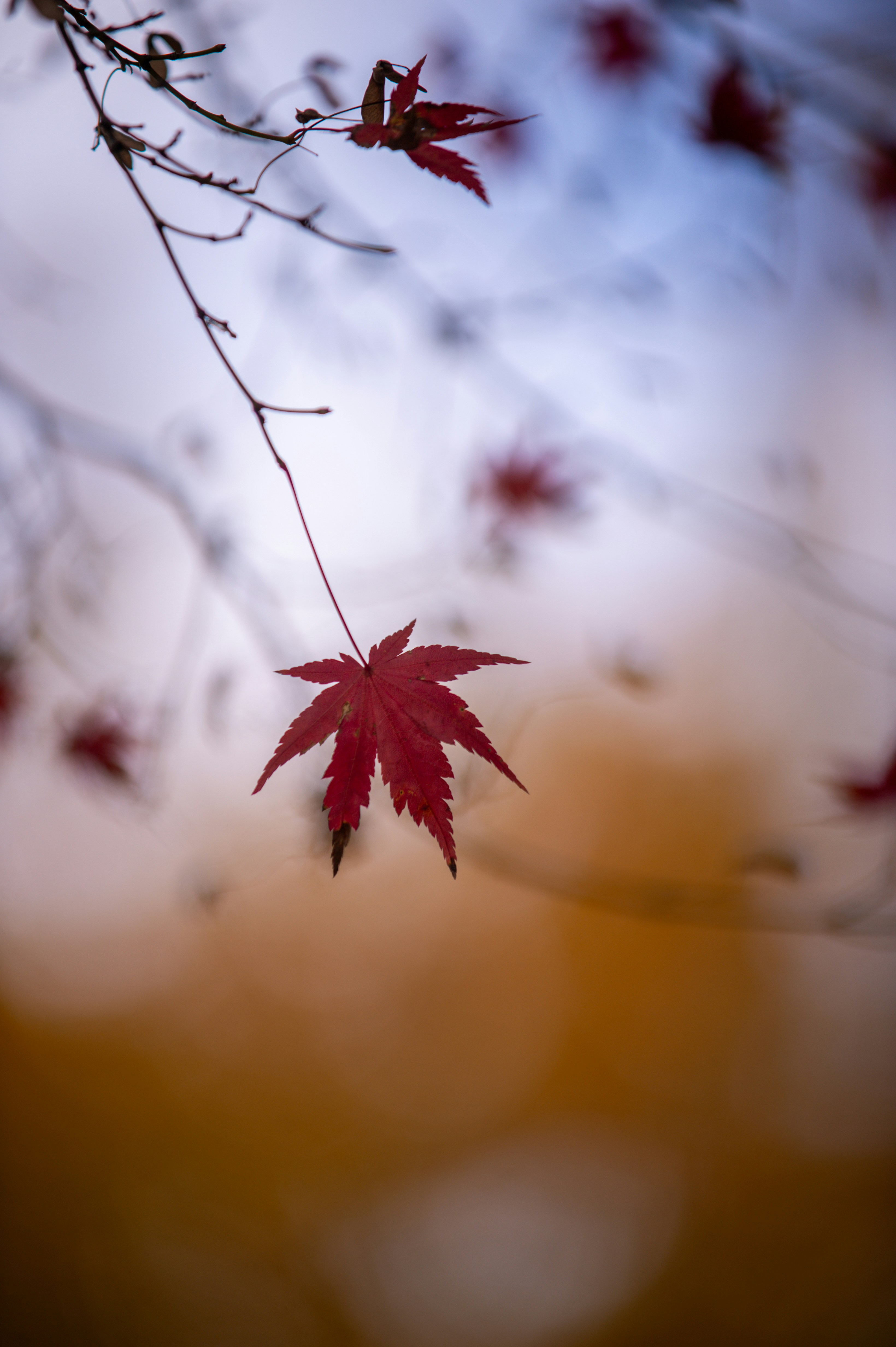 Crimson Maple in Soft Focus: A floating leaf against autumn light