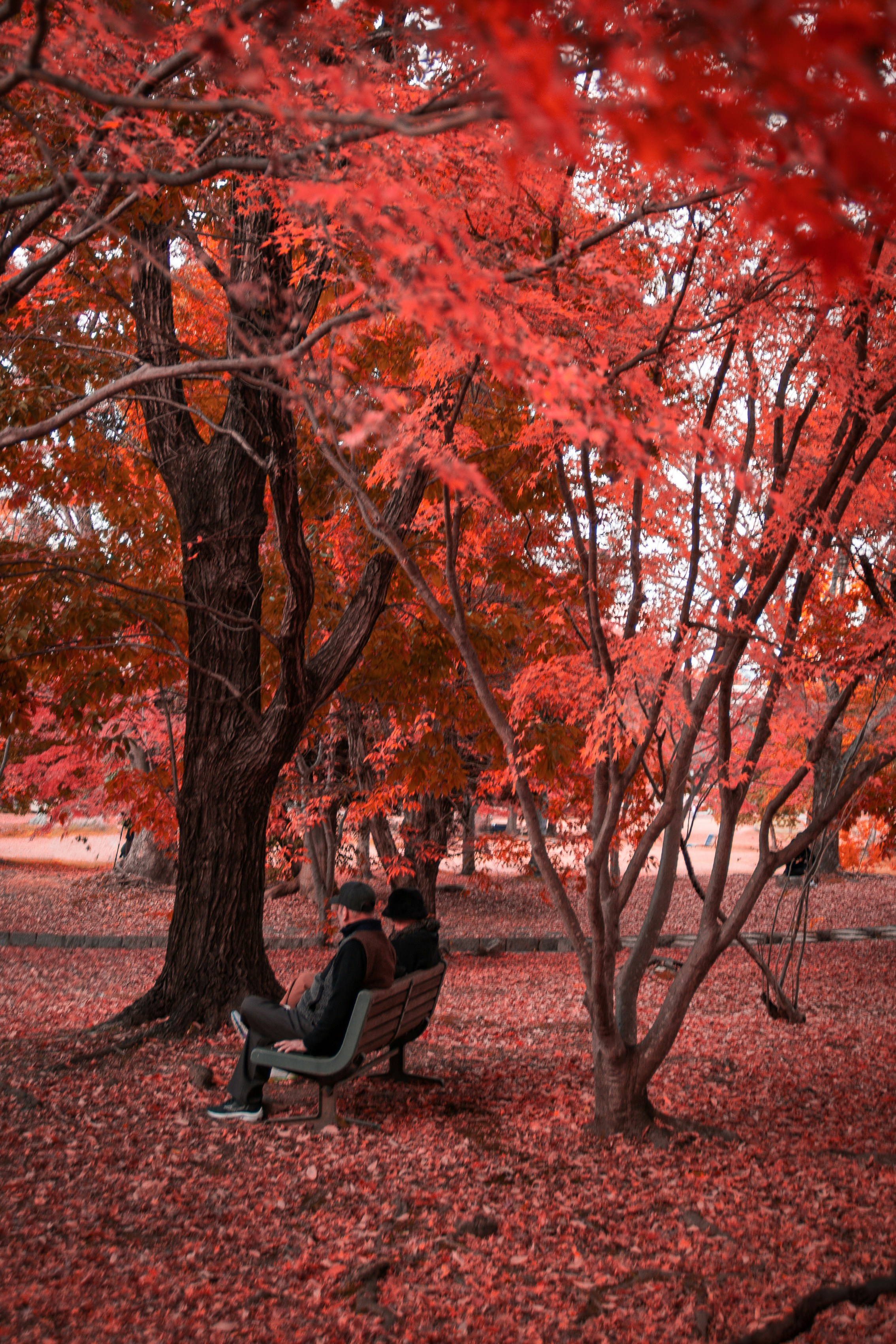Autumn Bench: Quiet Red Canopy and Pausing Figures