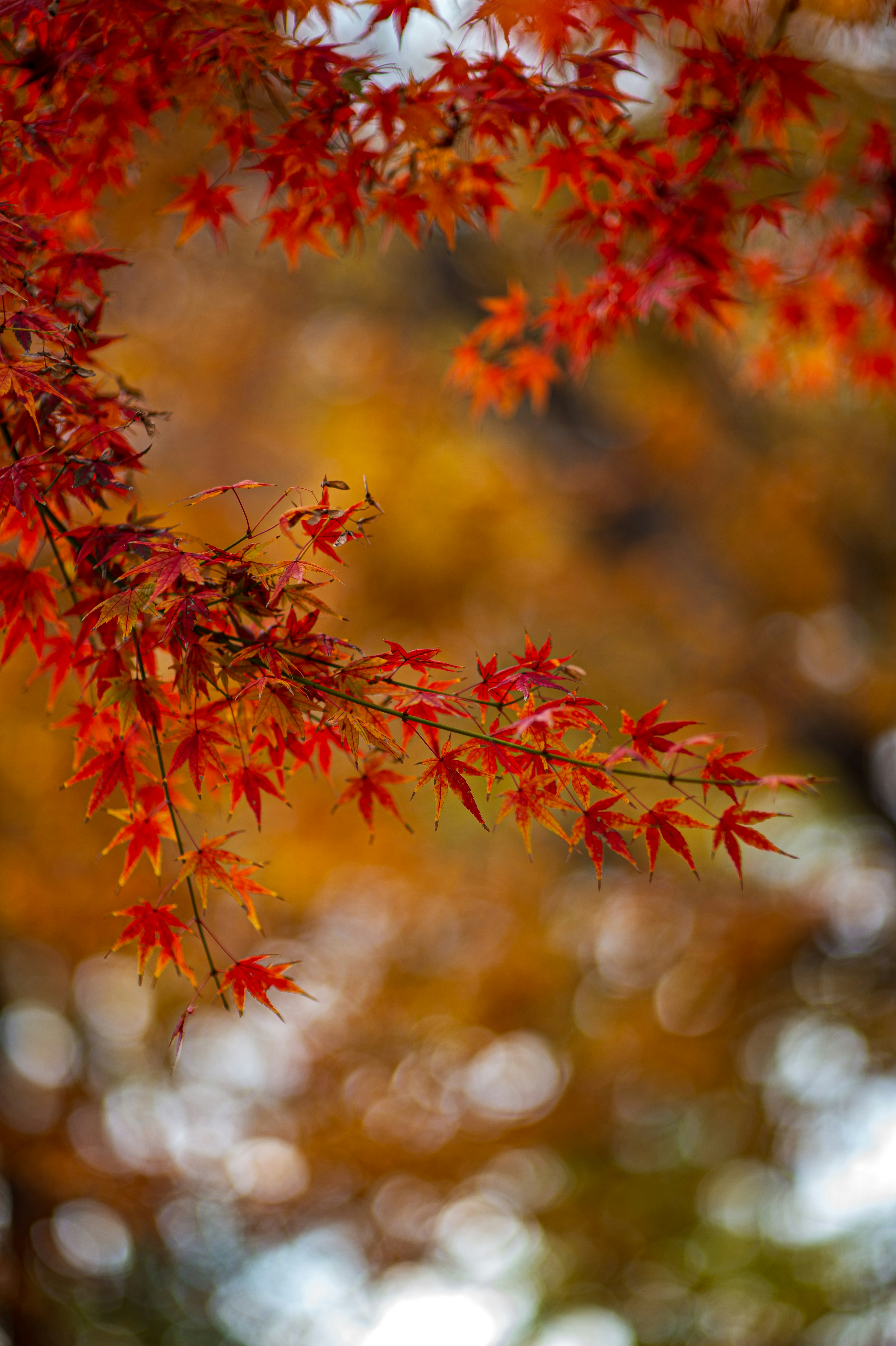 Photo by 5010 with Nikon Df