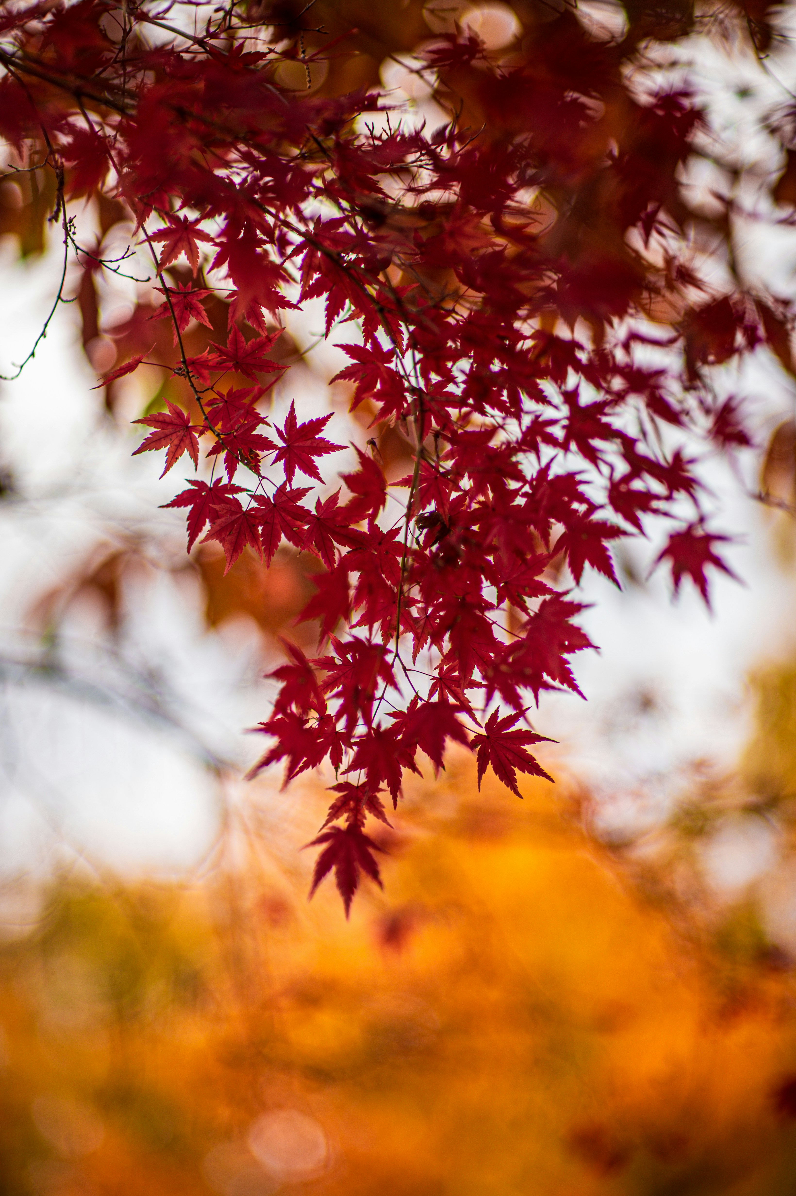 Crimson Maple Veil: Leaves Framing a Quiet Autumn Light