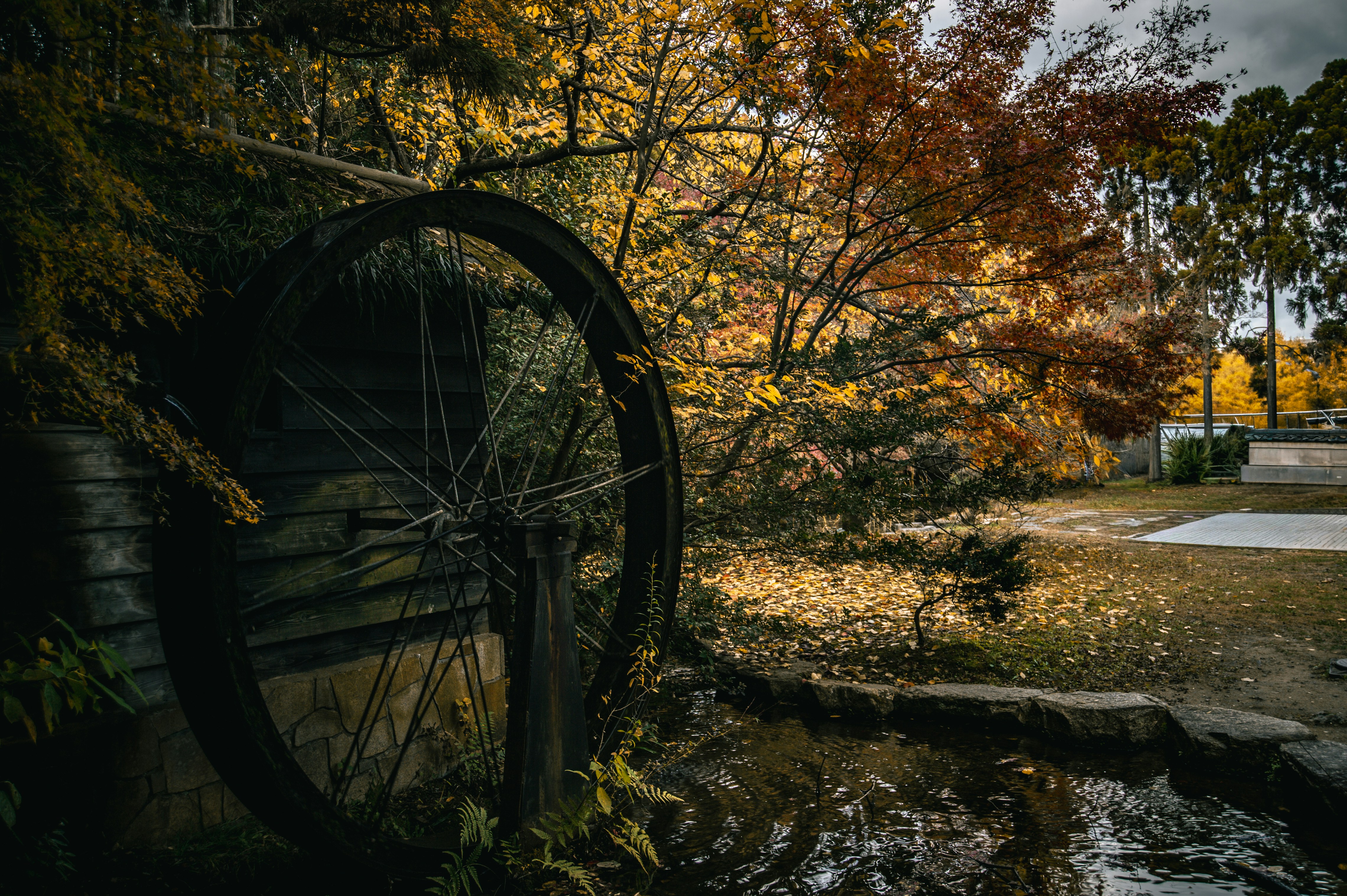Autumn Wheel of Time: A Dismantled Bicycle Wheel by a Quiet Pond
