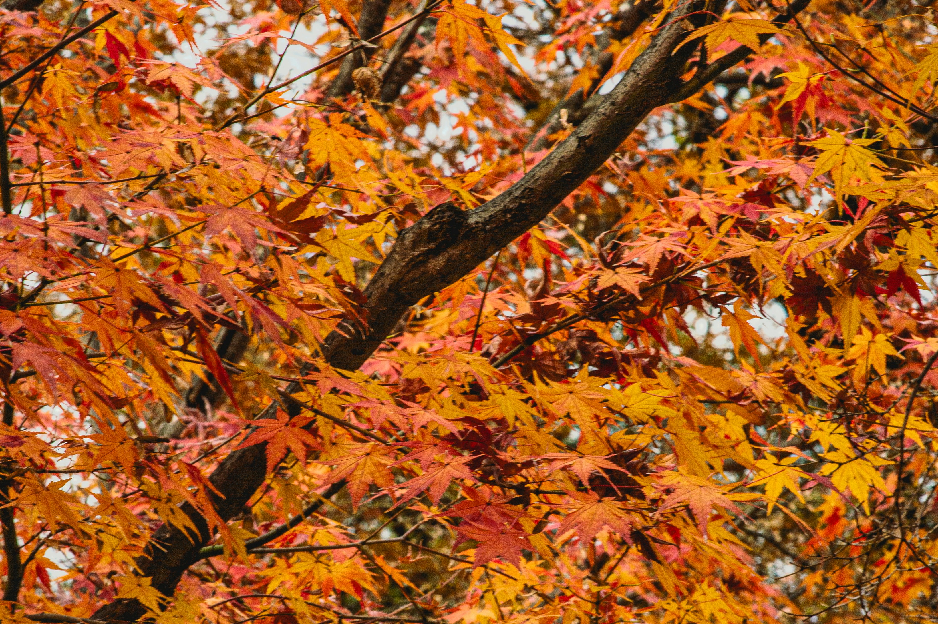 Autumn Canopy: A Burst of Maple Fire Through a Tanned Trunk