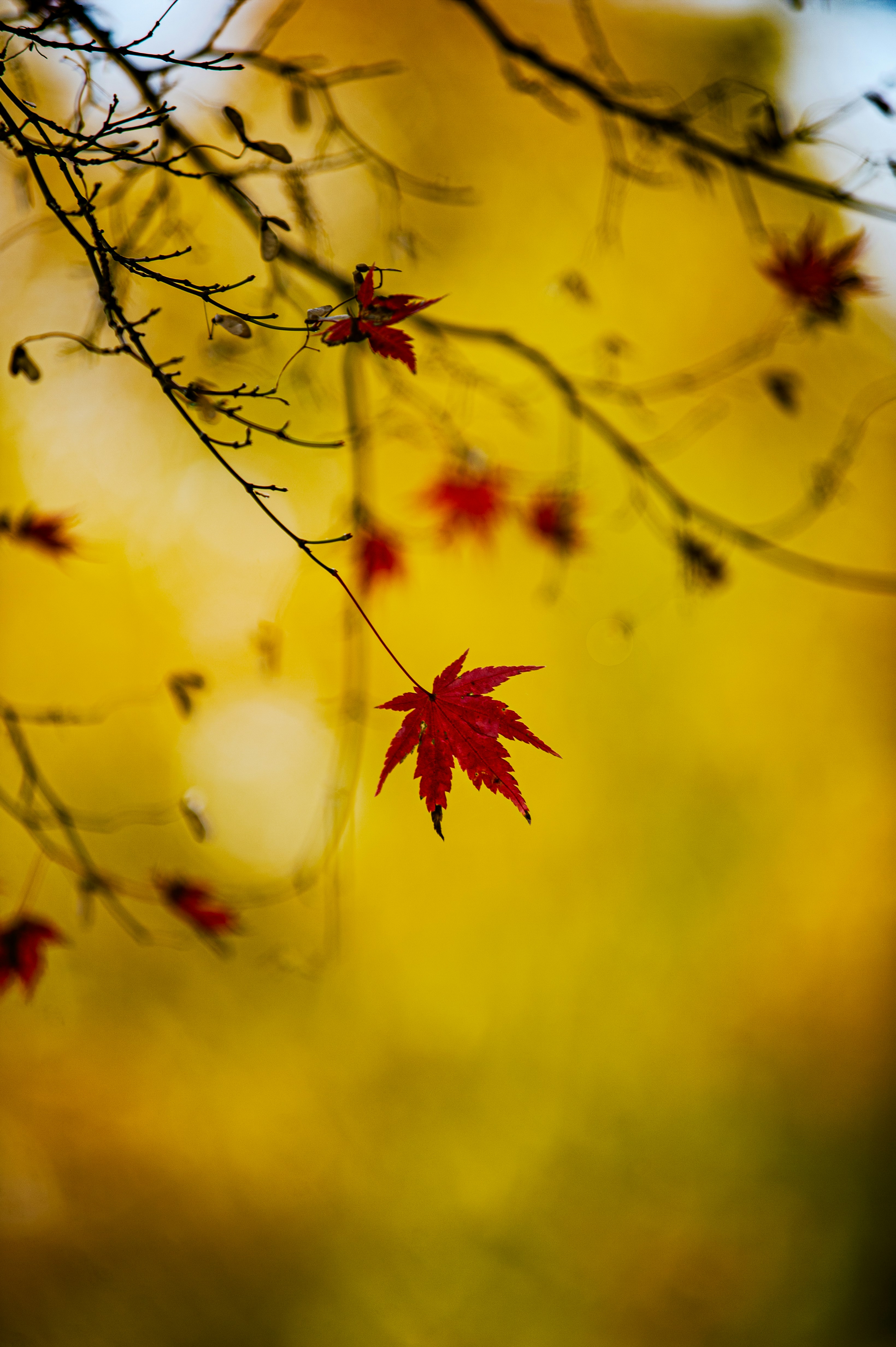 Red Maple in a Sea of Sunlit Yellow
