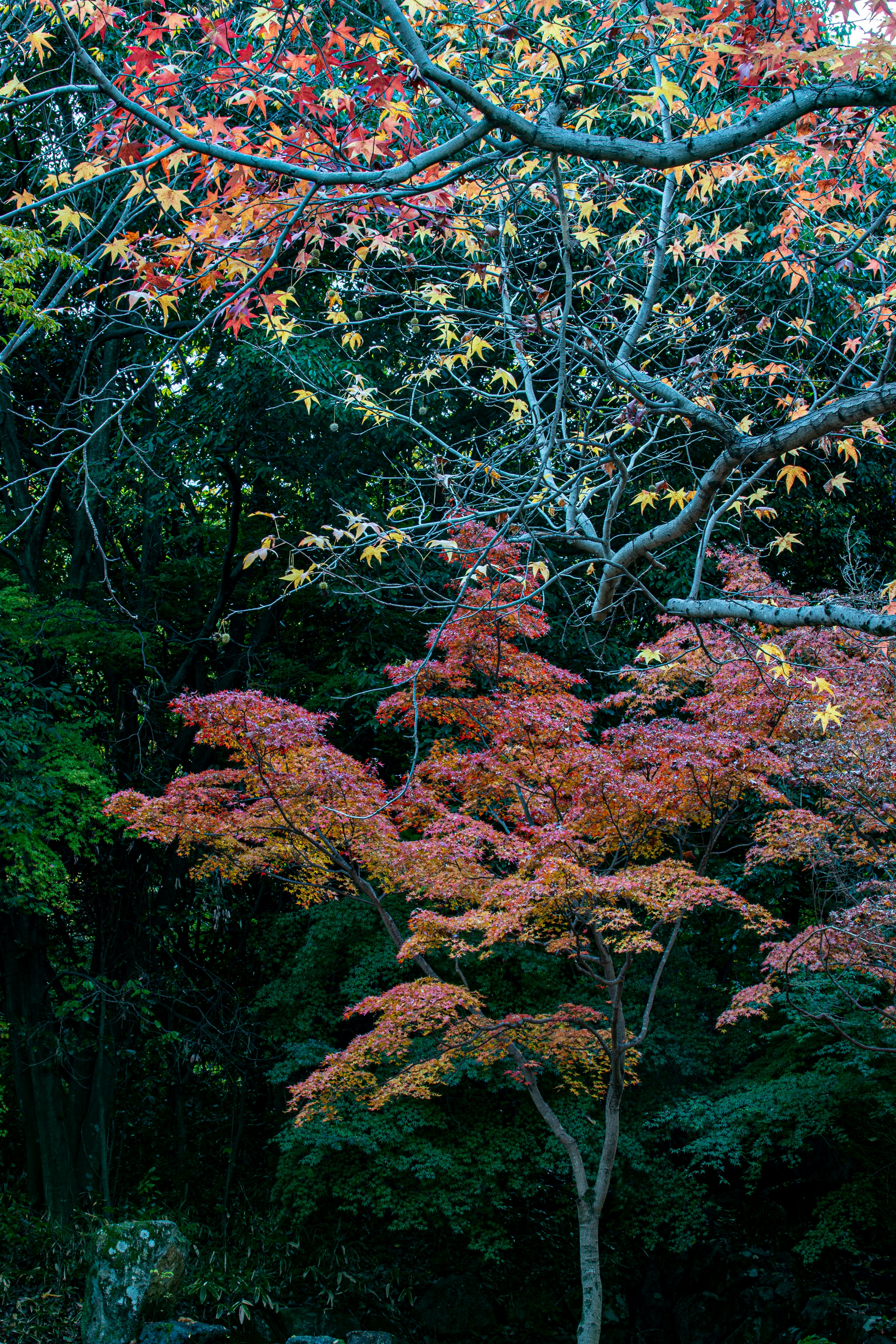 Autumn Canopy: Painted Leaves Among Silent Branches
