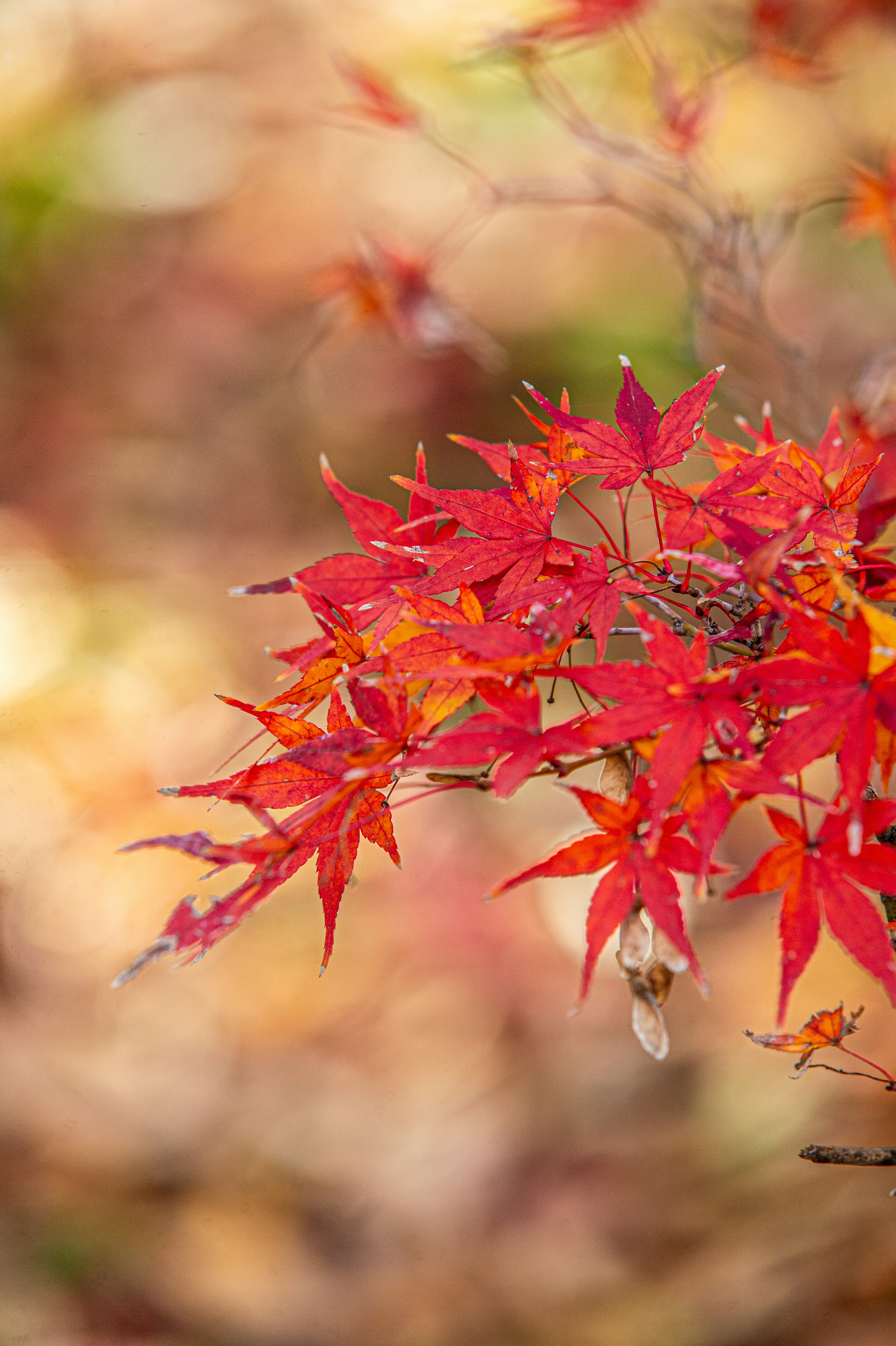 Crimson Maple: A Burst of Autumn on the Twig