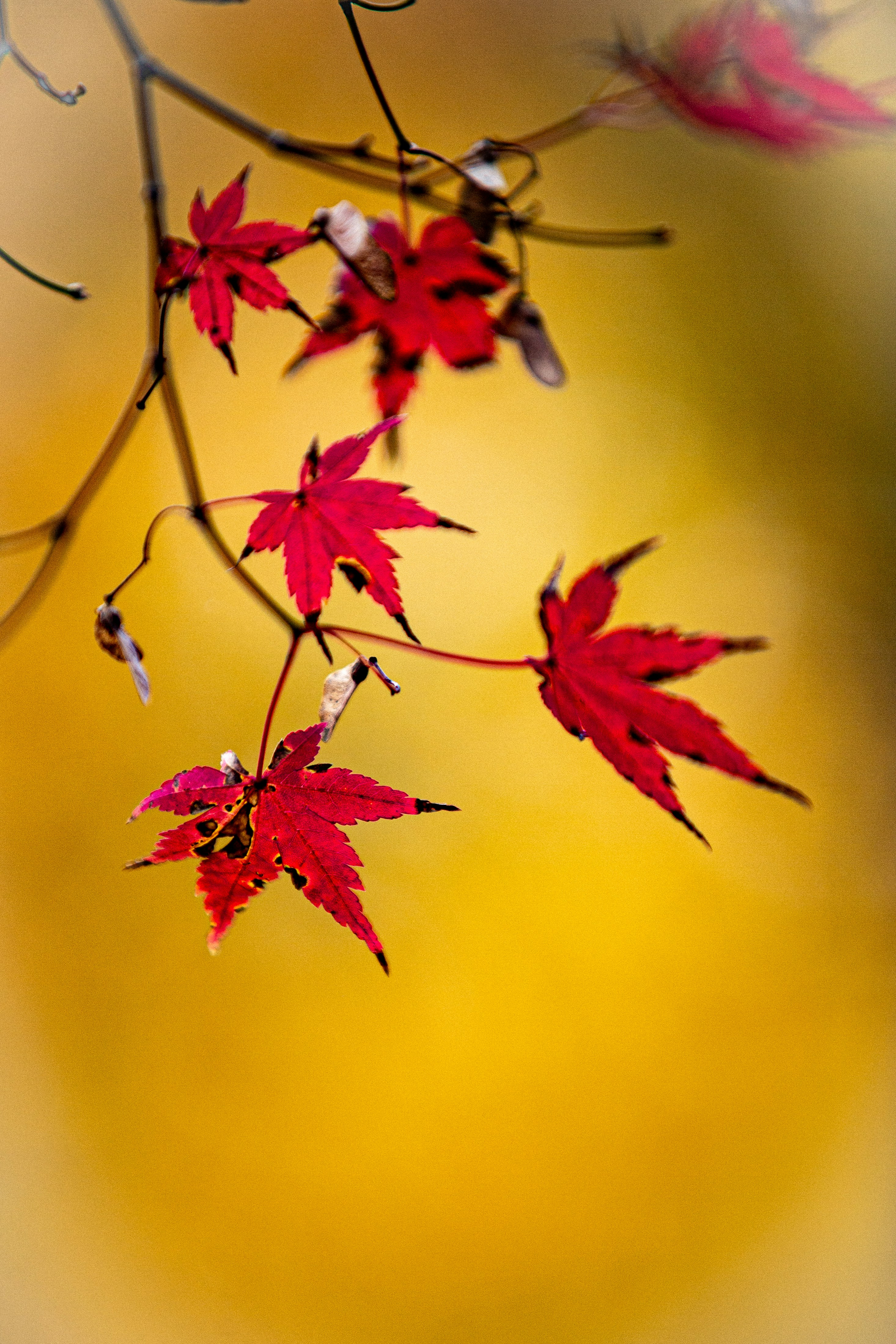 Crimson Maple in Autumn Glow
