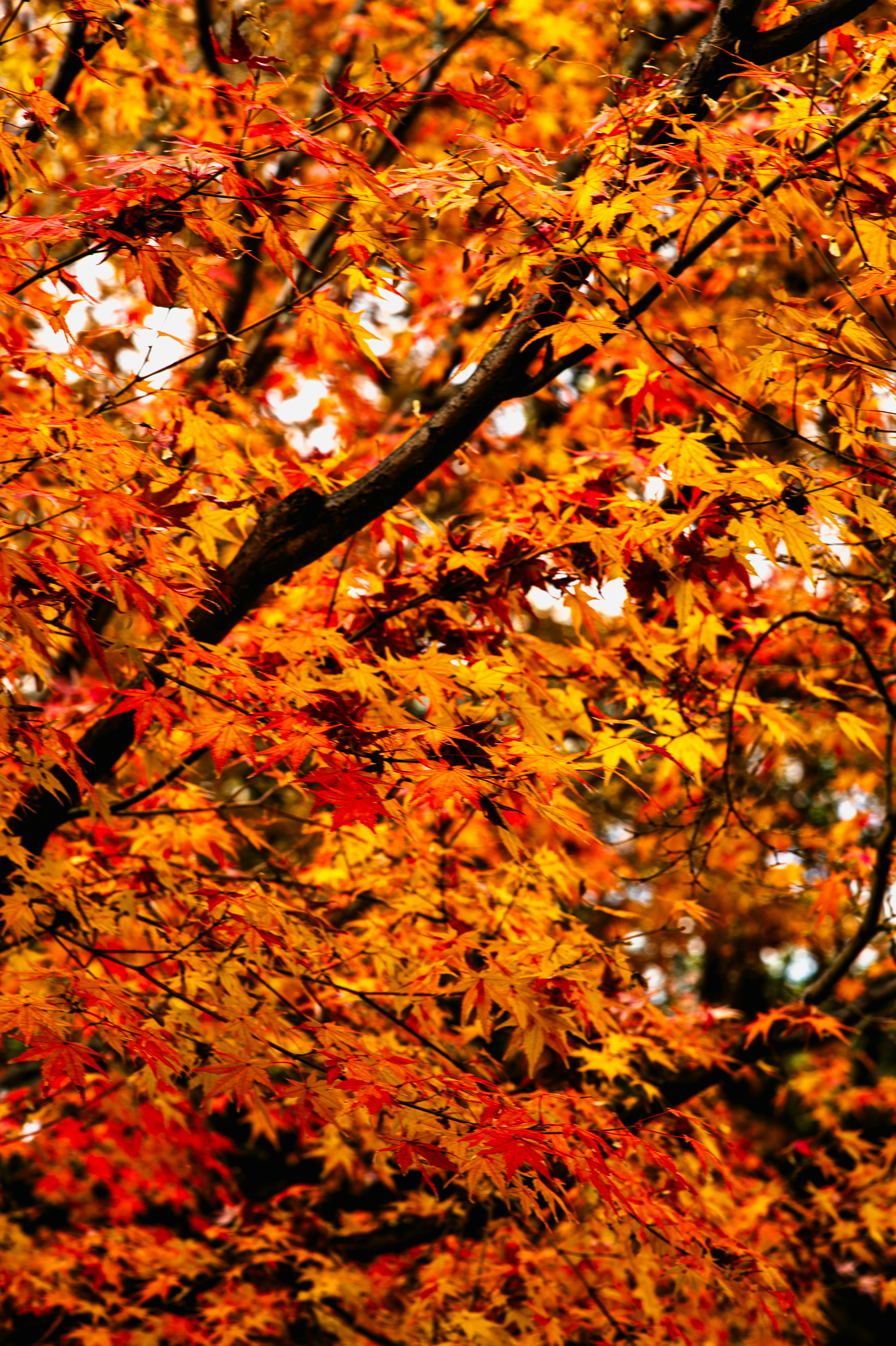 Crimson Maple Mosaic: Autumn Branches Framing a Sunset Glow