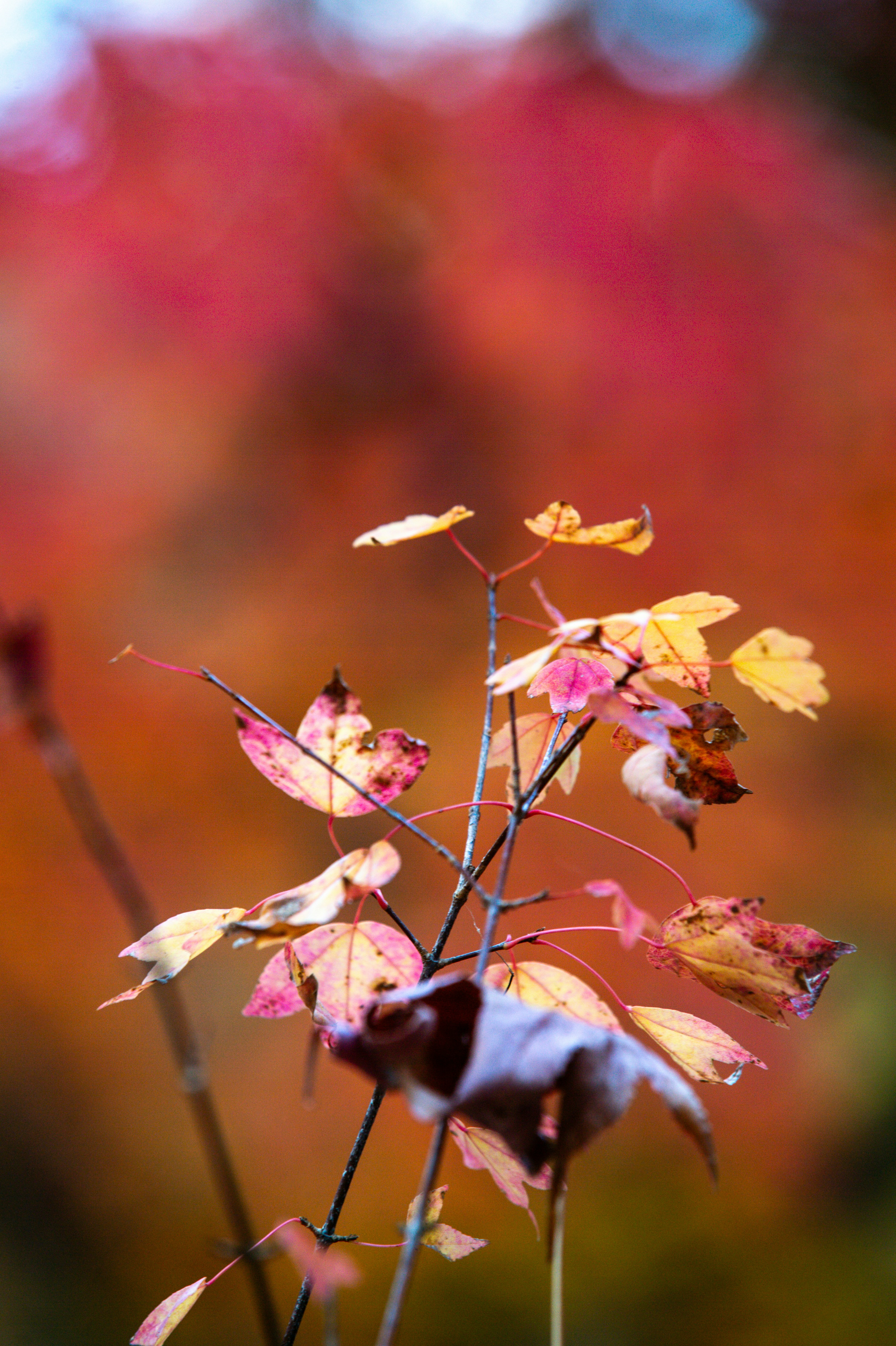 Autumnal Whispers: Leaves in a Soft Focus Meadow