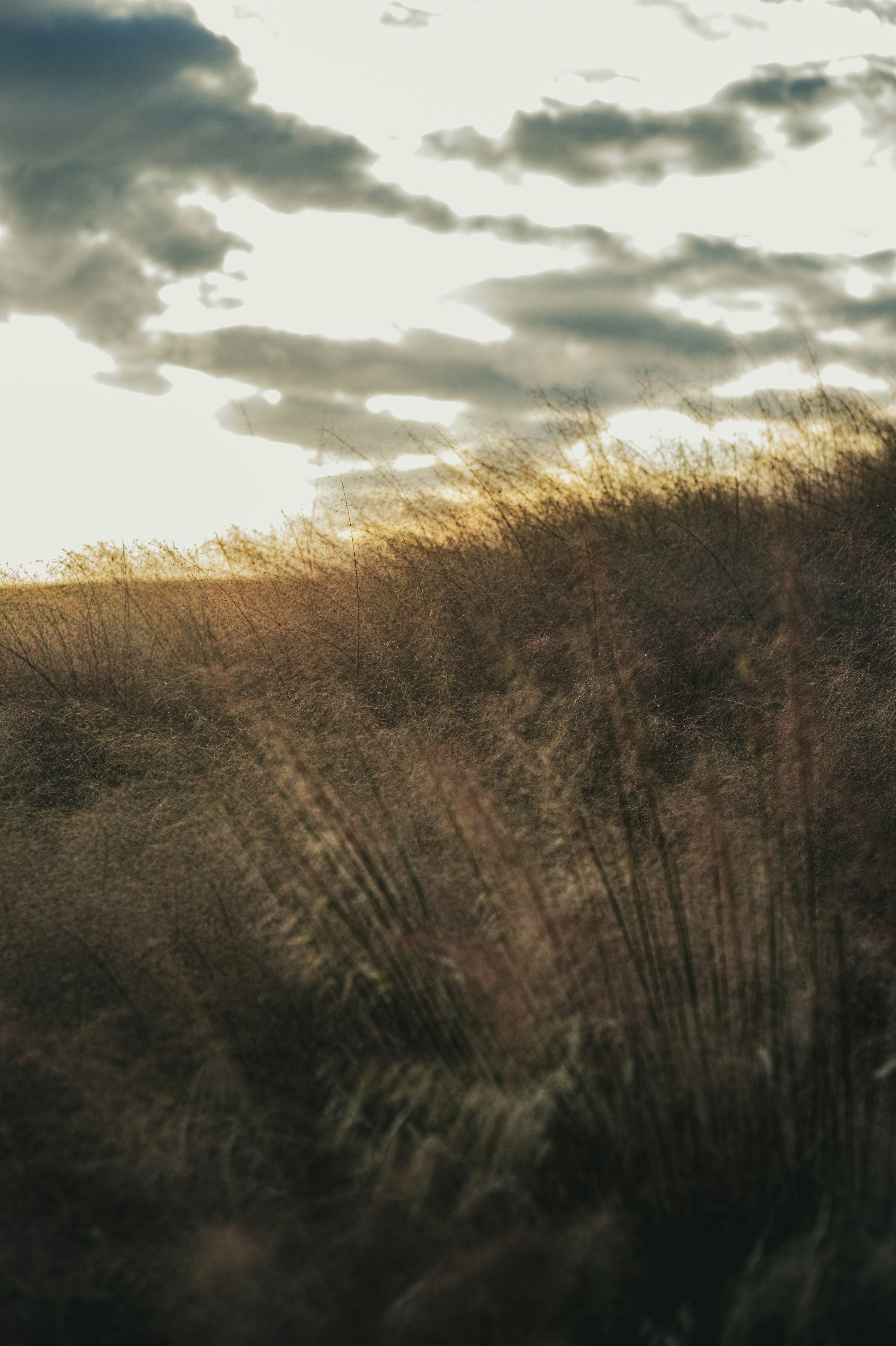 Backlit Grass in the Dusk Hill