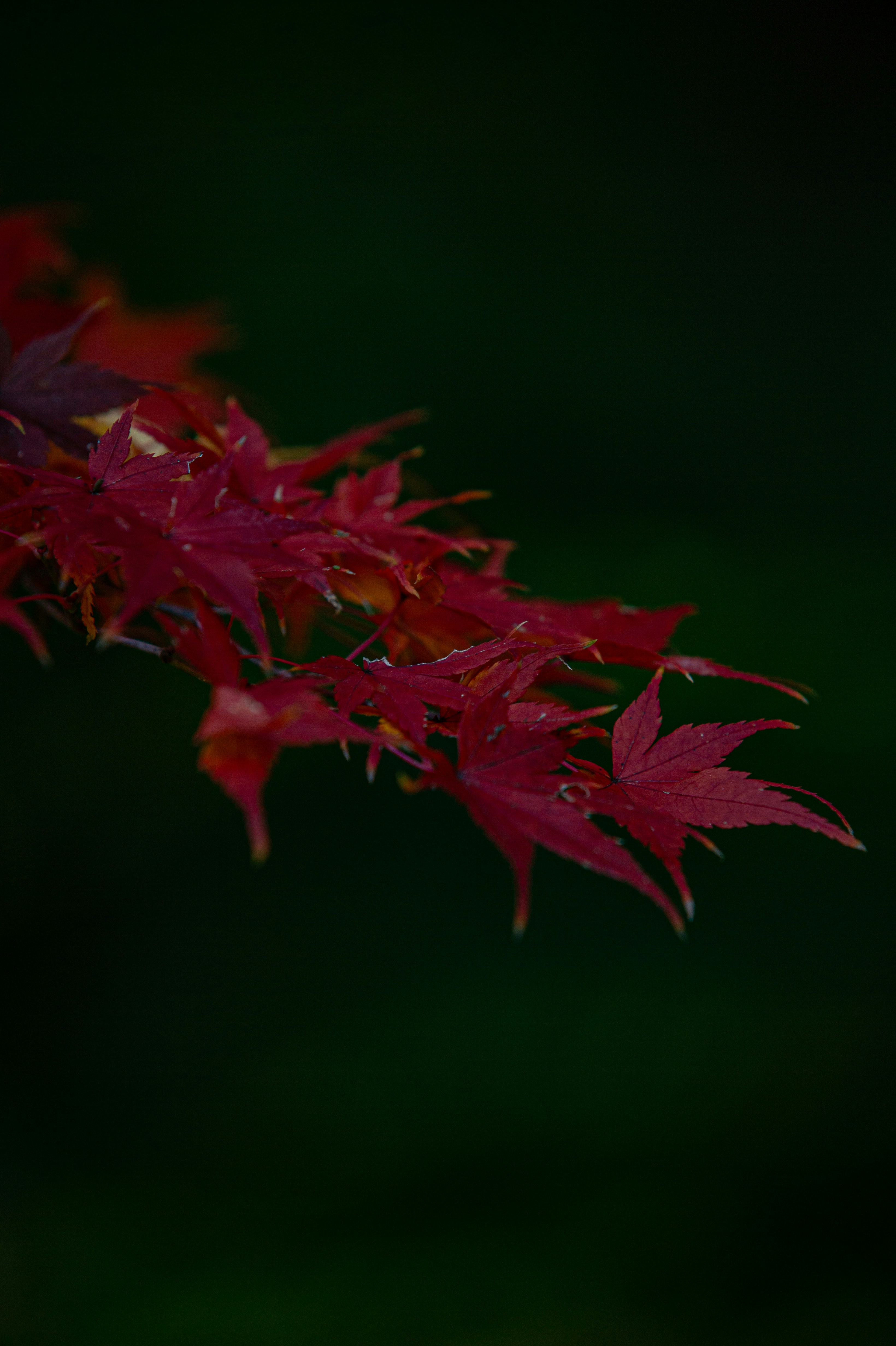 Photo by 5010 with Nikon Df