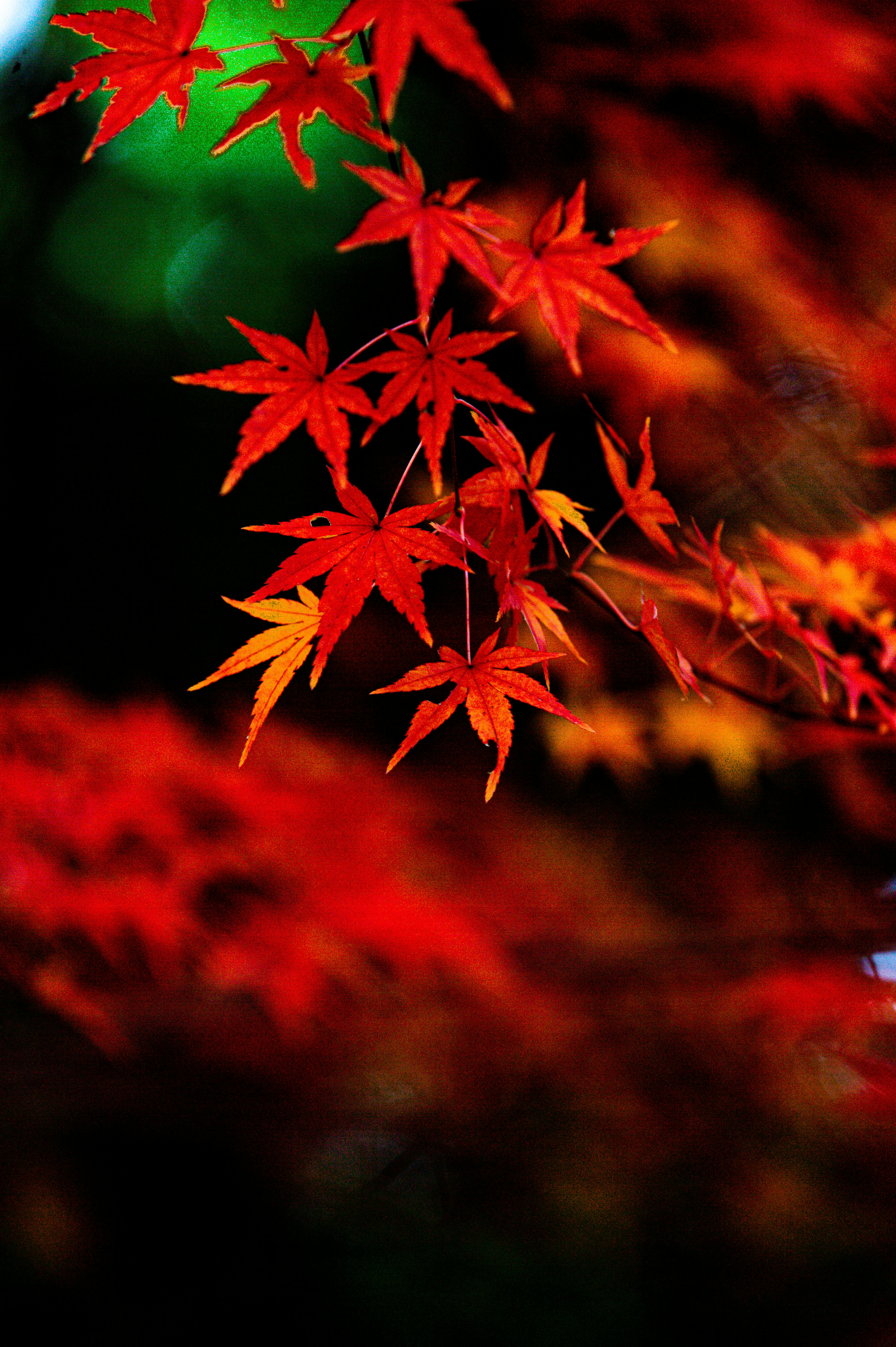 Crimson Maple Cascade: Red Leaves Framing a Velvet Shadow