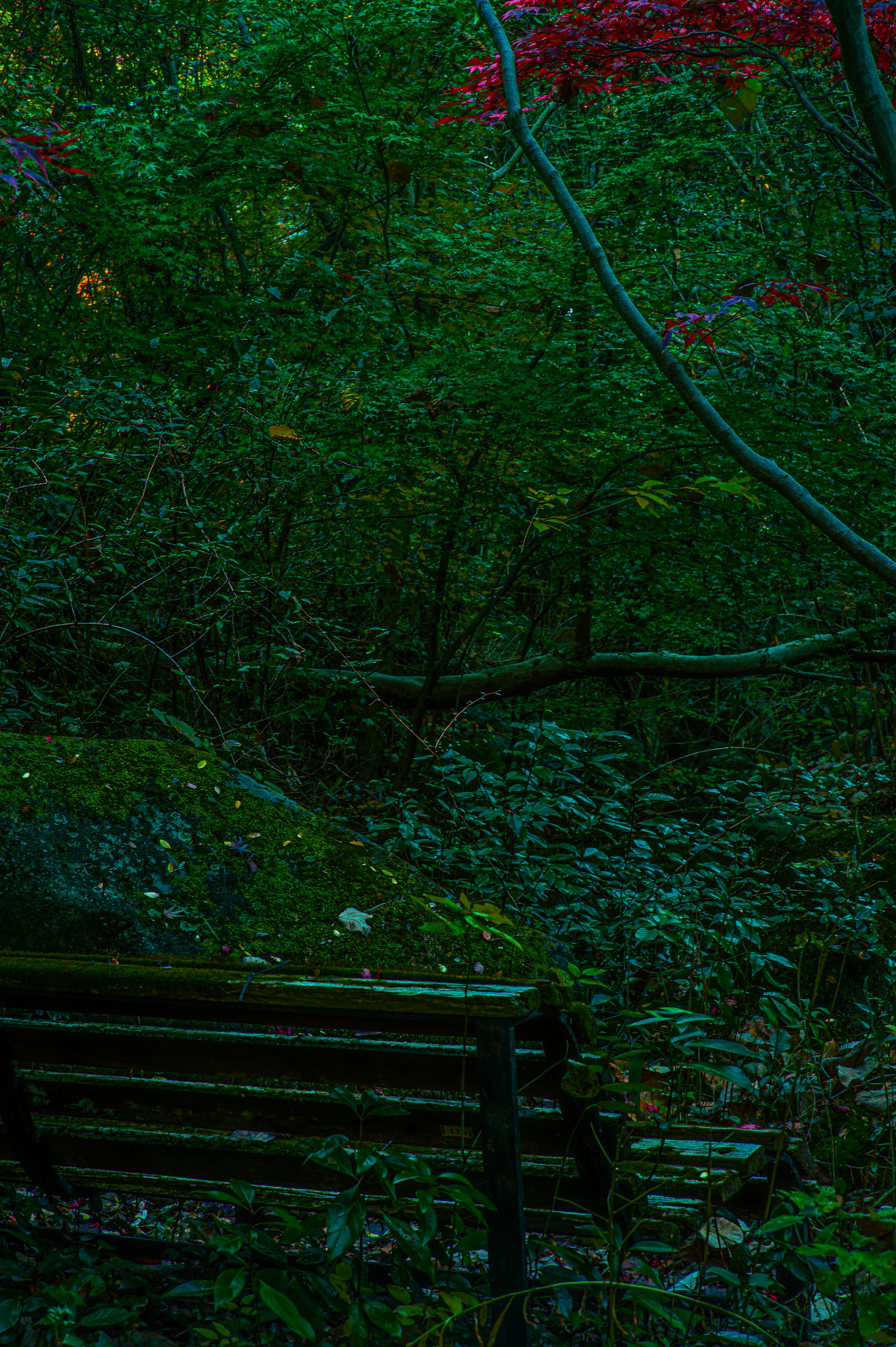Moonlit Timberstep in a Quiet Forest Clearing