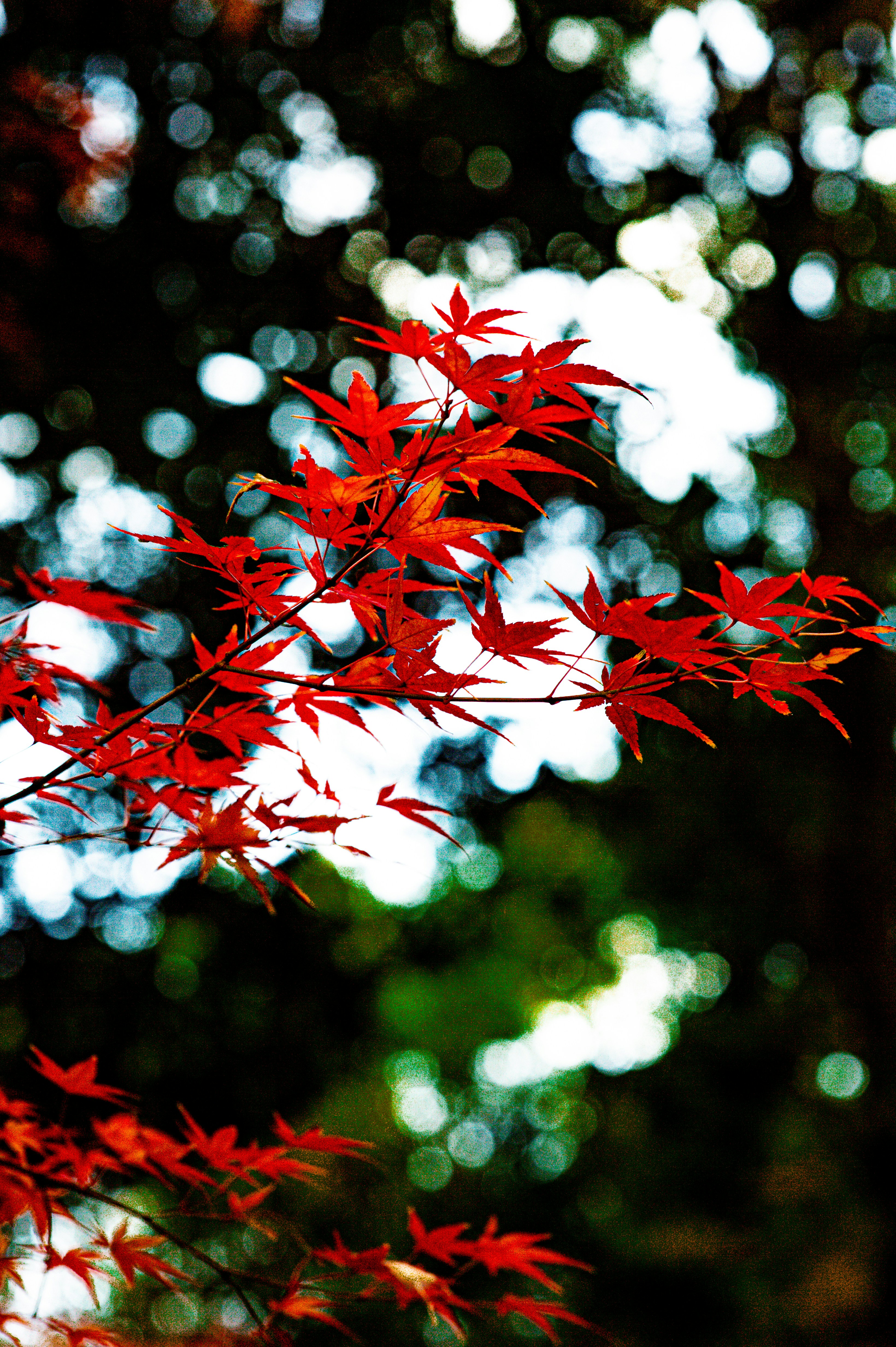 Crimson Maple in Morning Bokeh