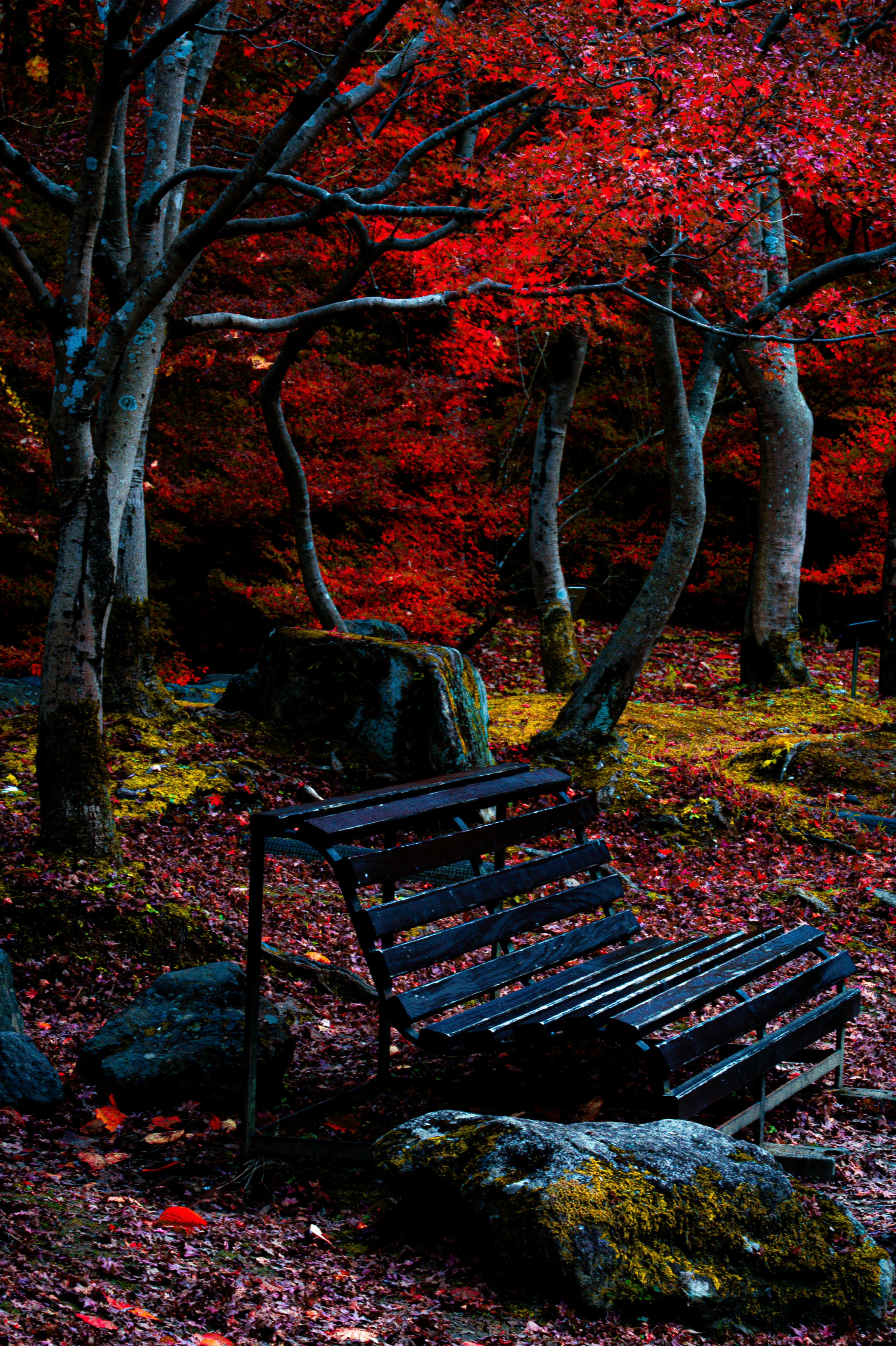 Steps of Autumn Silence: a Weathered Bench Among Crimson Woods
