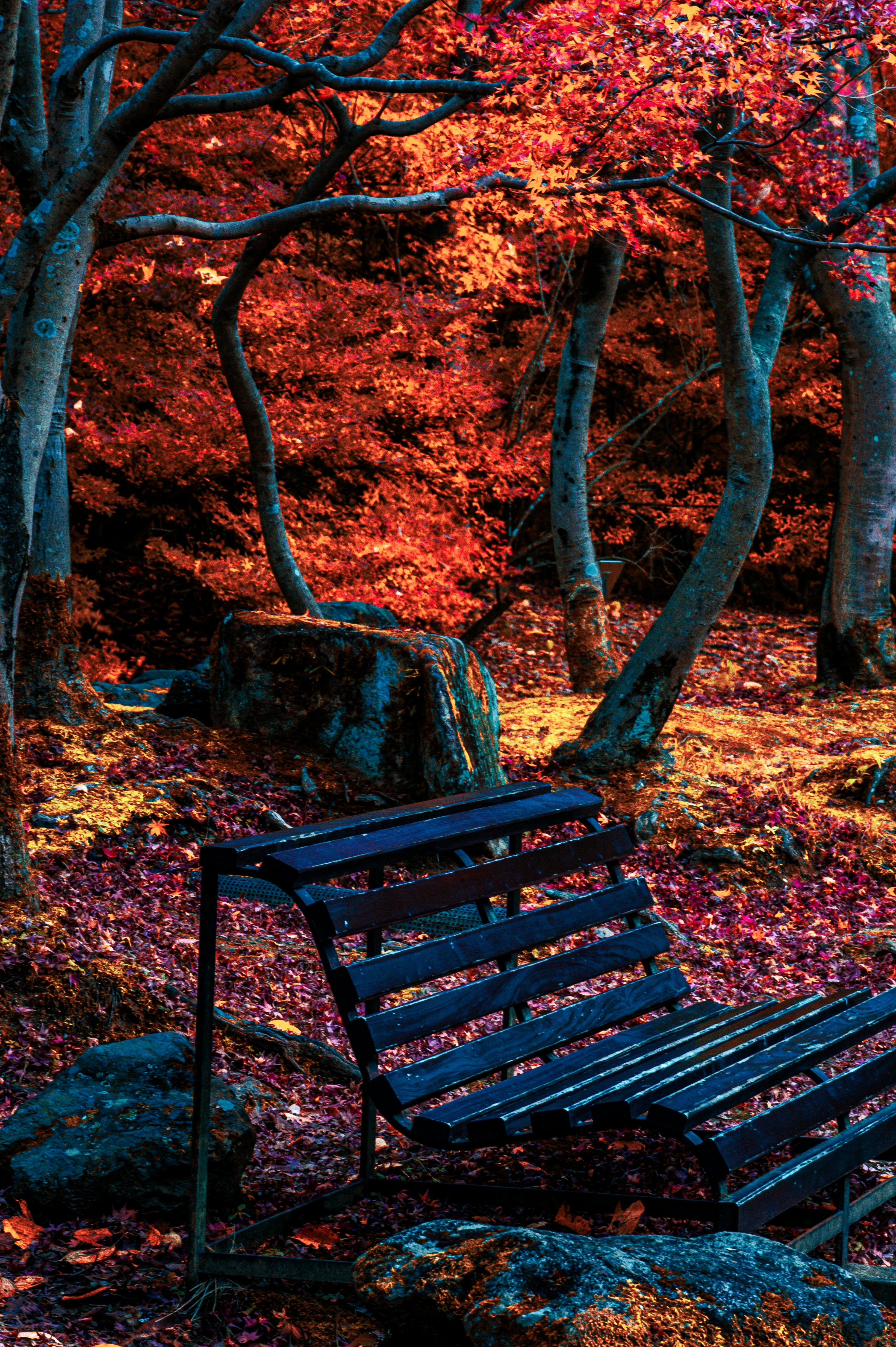 Autumn Silence: A Bench Beneath Fiery Foliage