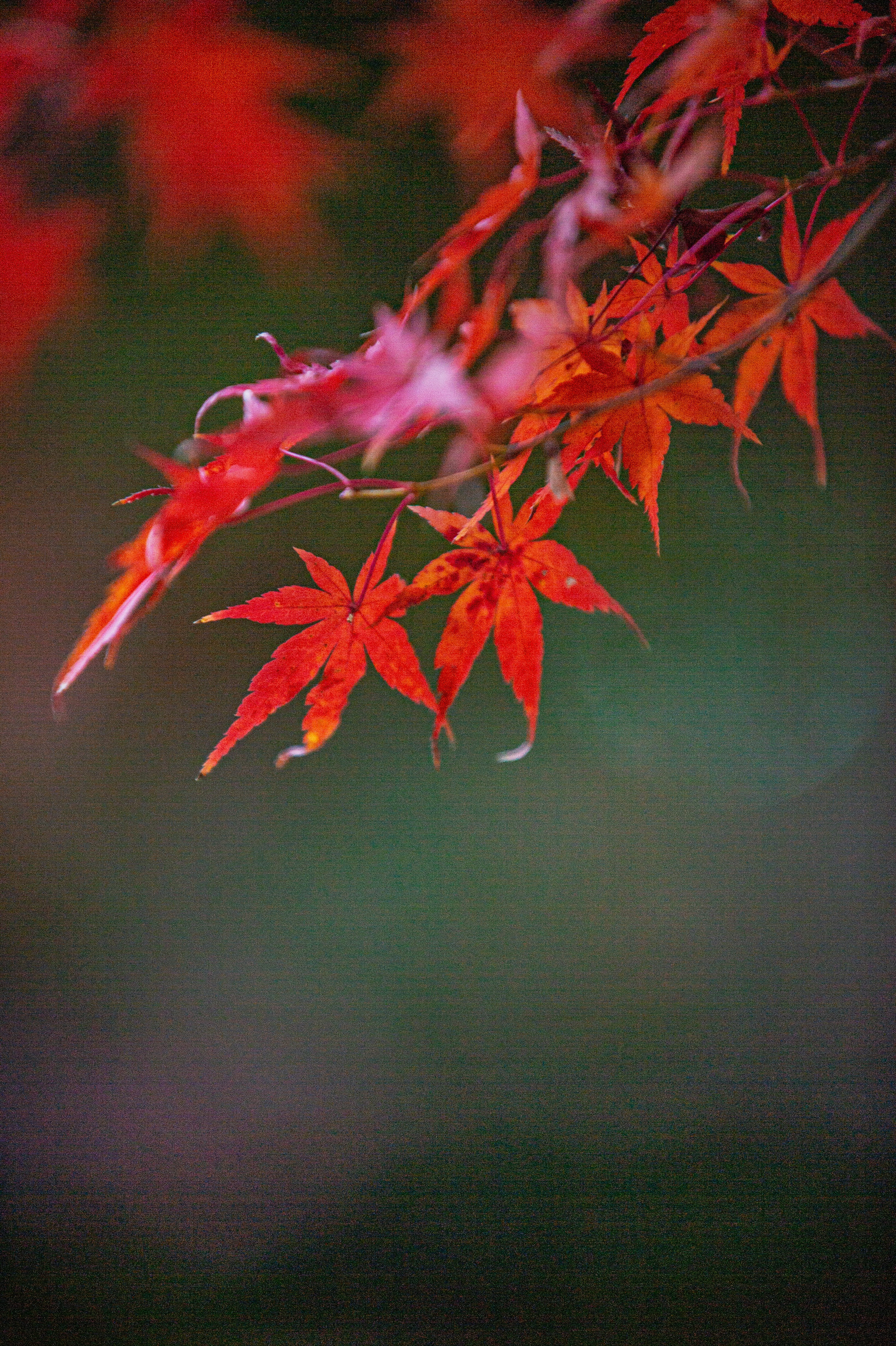 Crimson Maple: An Autumn Whisper in Frame