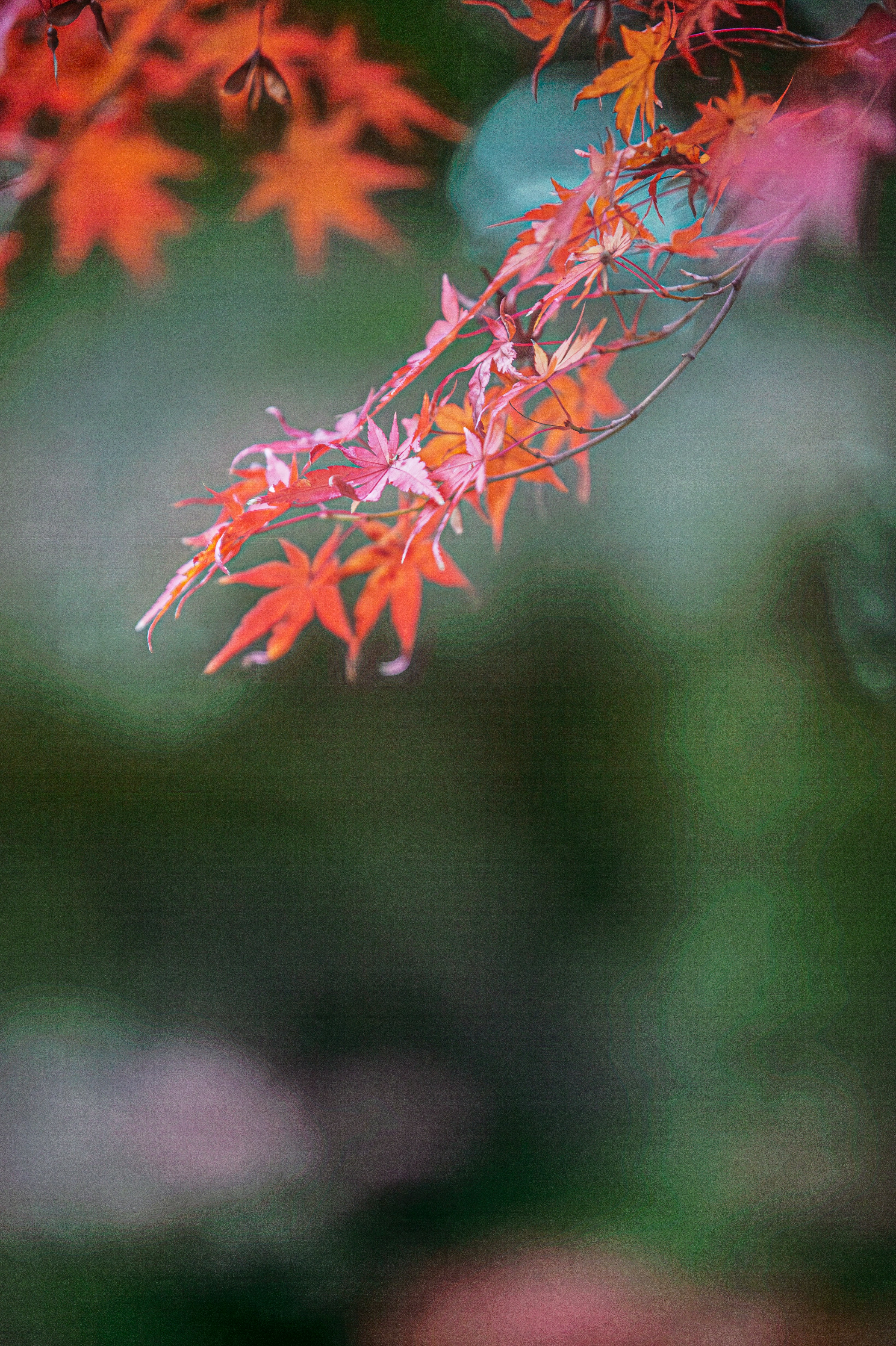 Crimson Maple Thread: A Fragile Arc of Autumn in Soft Focus
