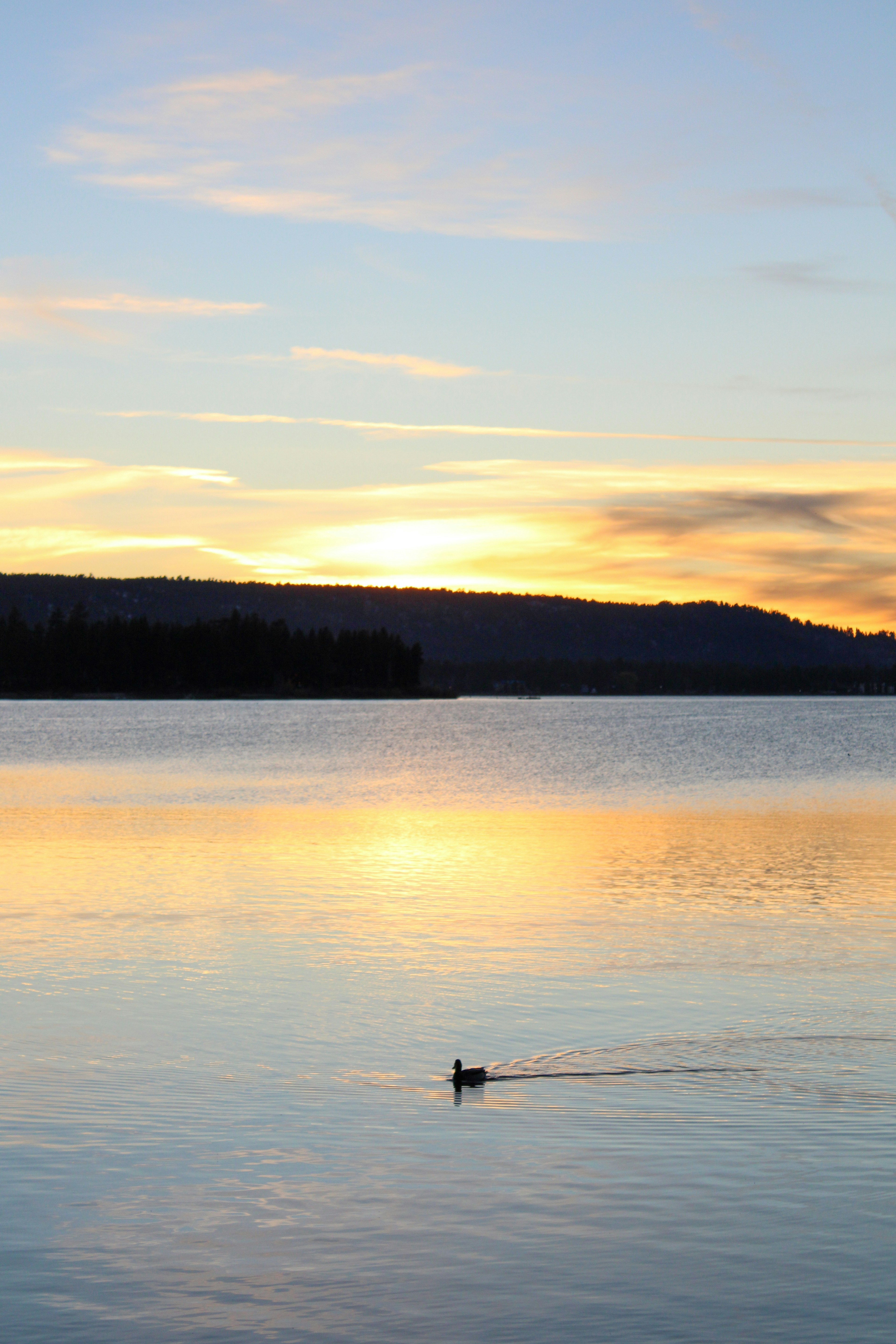 Sunset Over Calm Waters: A Lone Duck Leaves a Wake of Gold