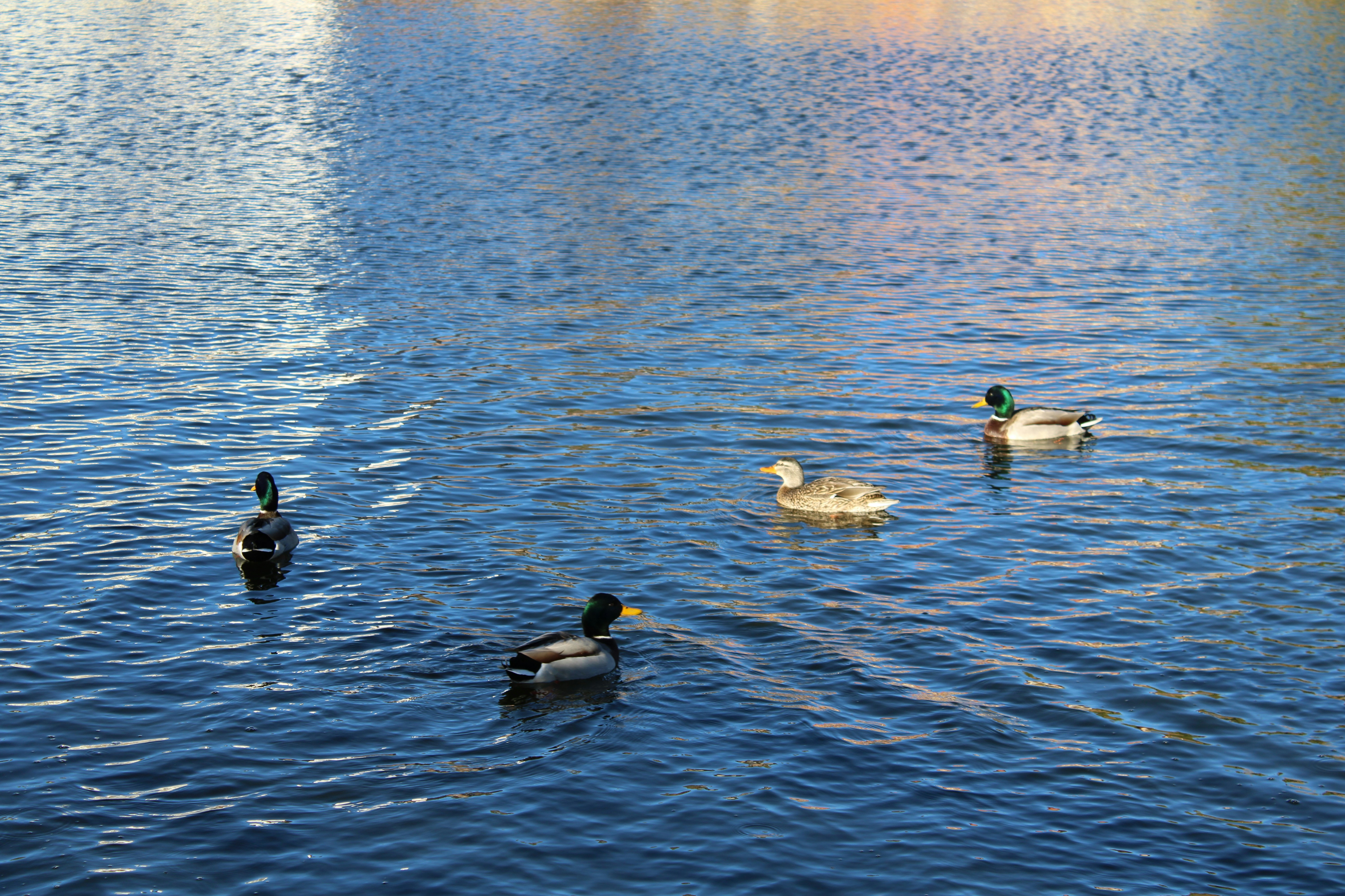 Quaternary Quacks: A Trio of Mallards on a Quiet Blue Lake