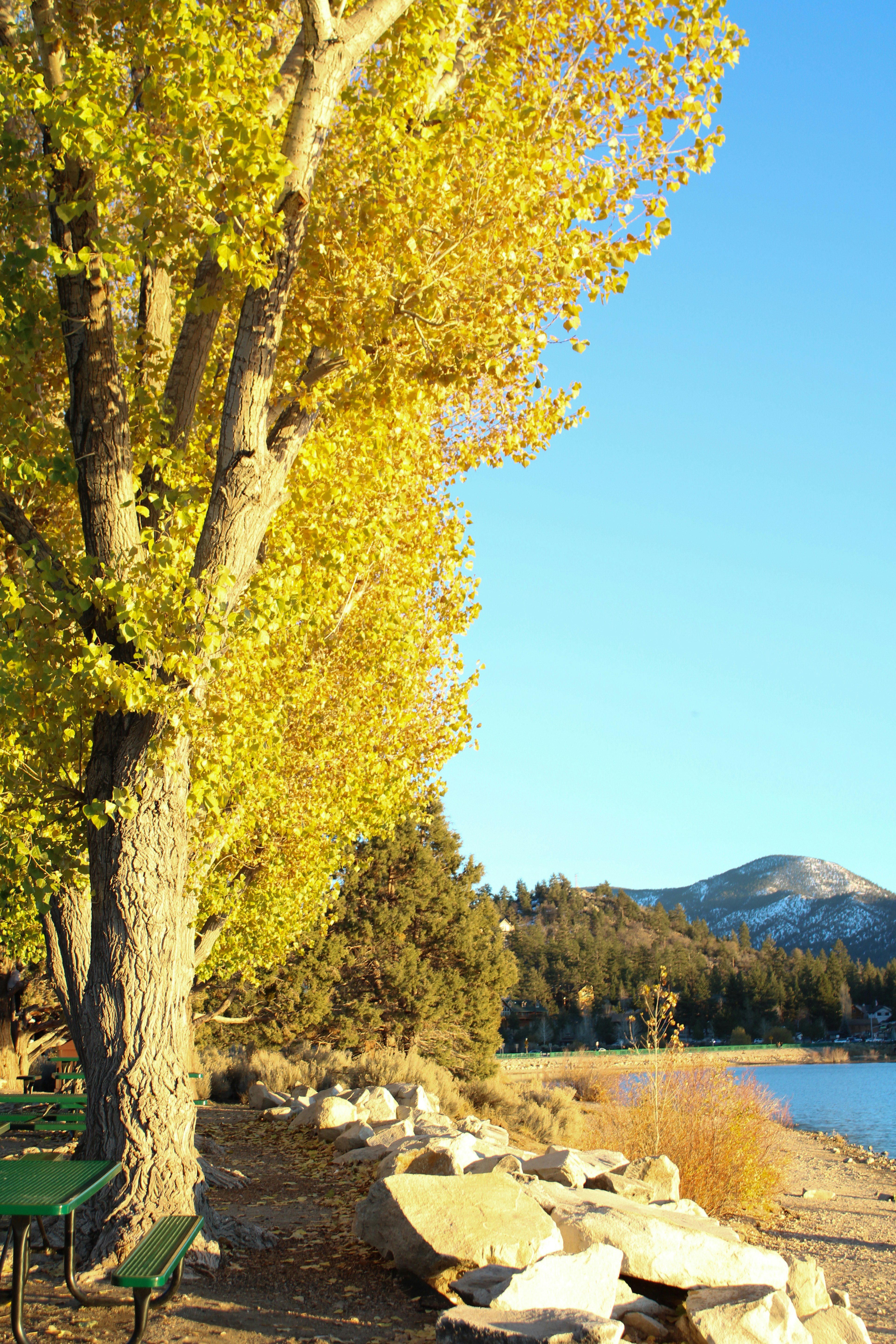 Golden Riverbank: Autumn Trees By a Quiet Lake