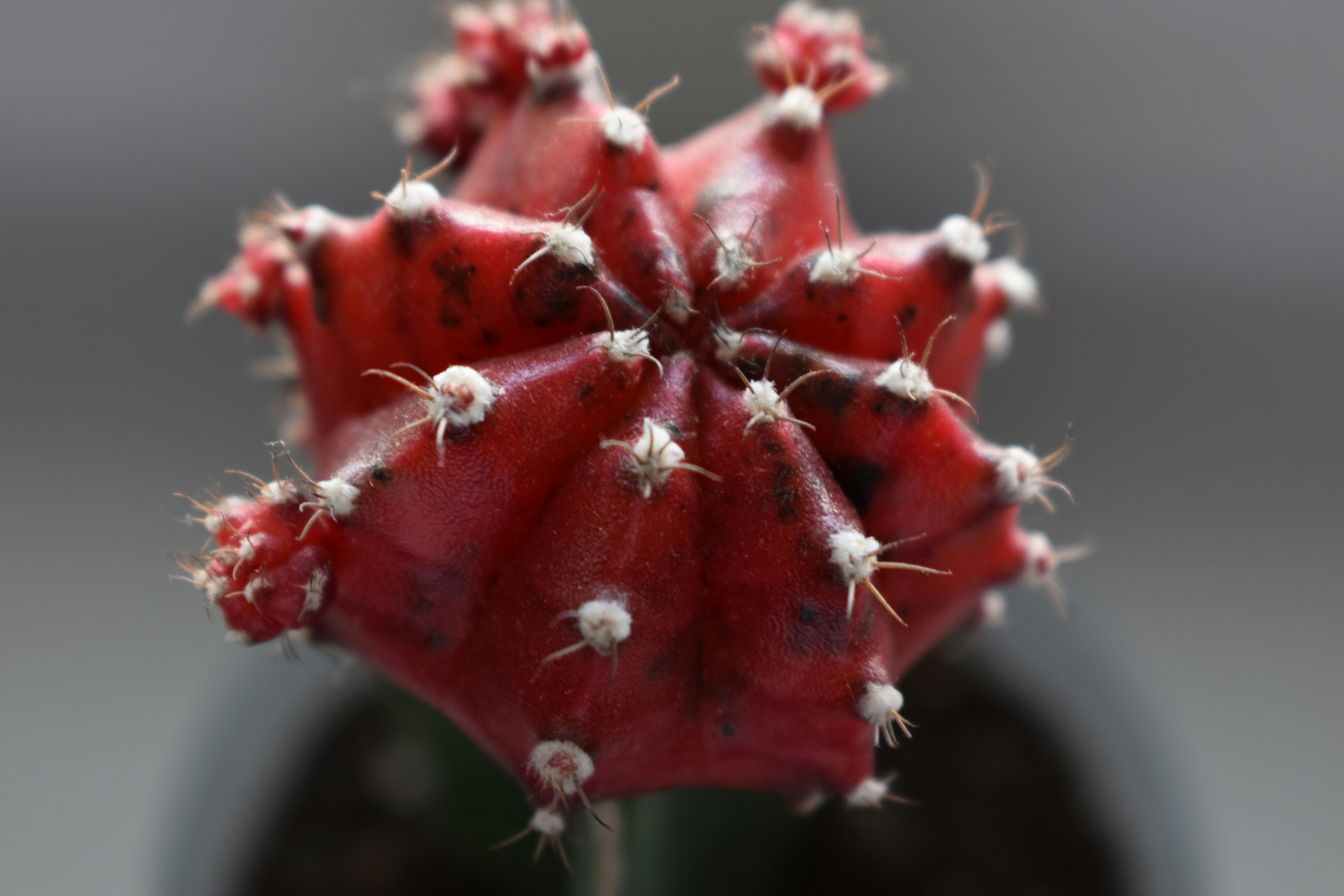 red , cactus , flower ,red cactus cactus zoom