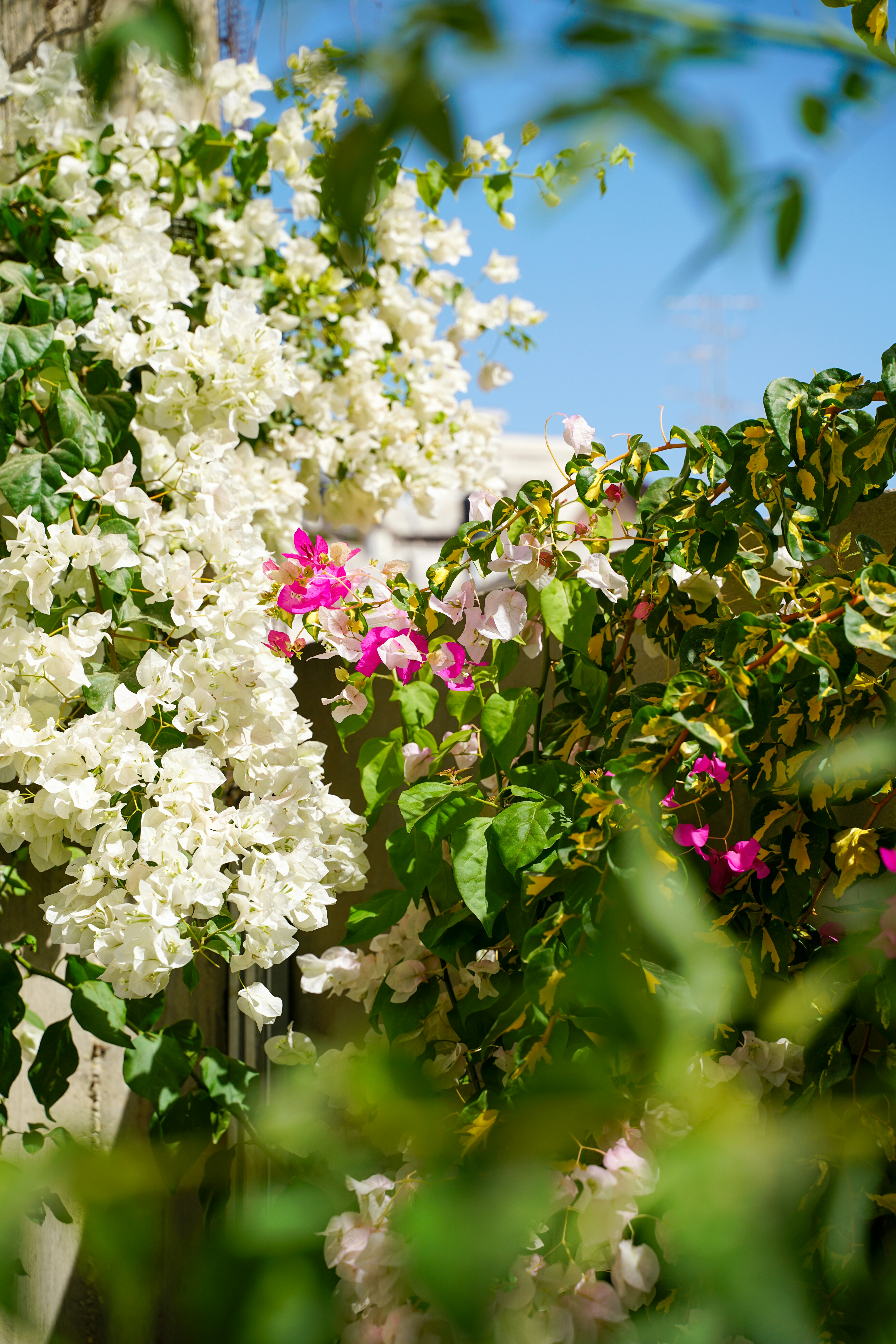 Photo by George 🦅 with Sony Alpha 7R II