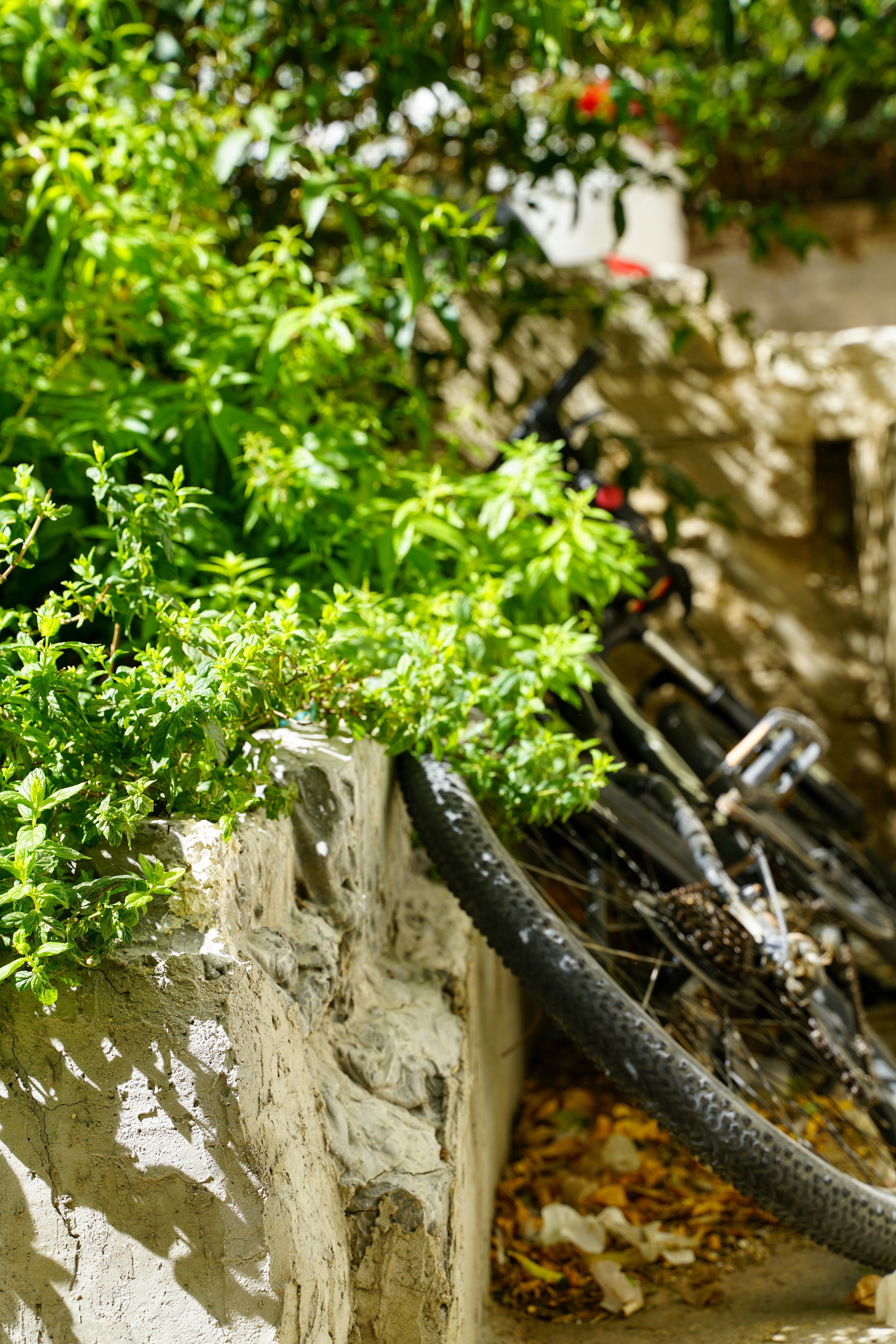 Overgrown Ledge: Bicycle and Greenery in Dappled Light