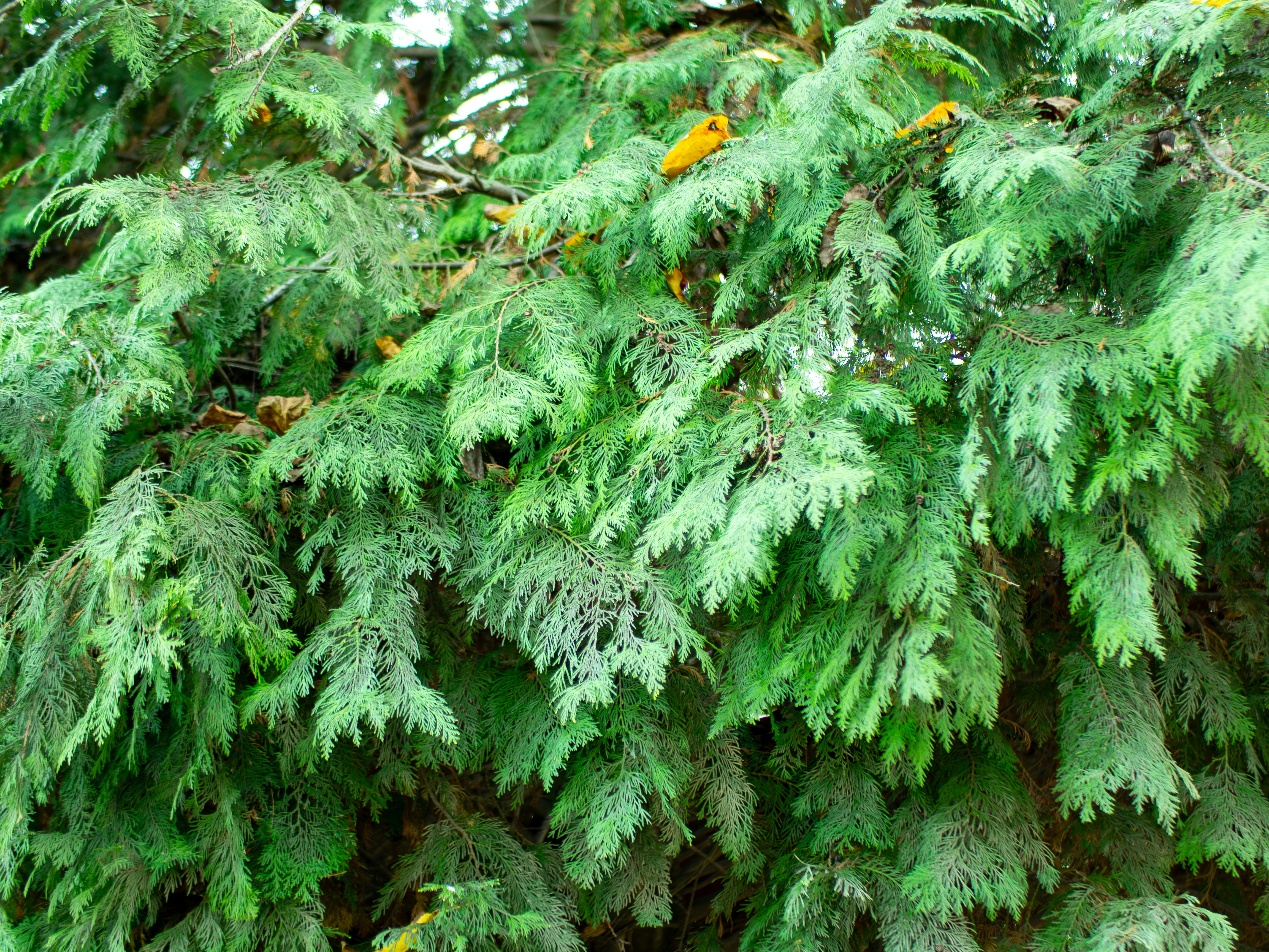 Emerald Fern Canopy: Close-Up of Lush Conifer Foliage