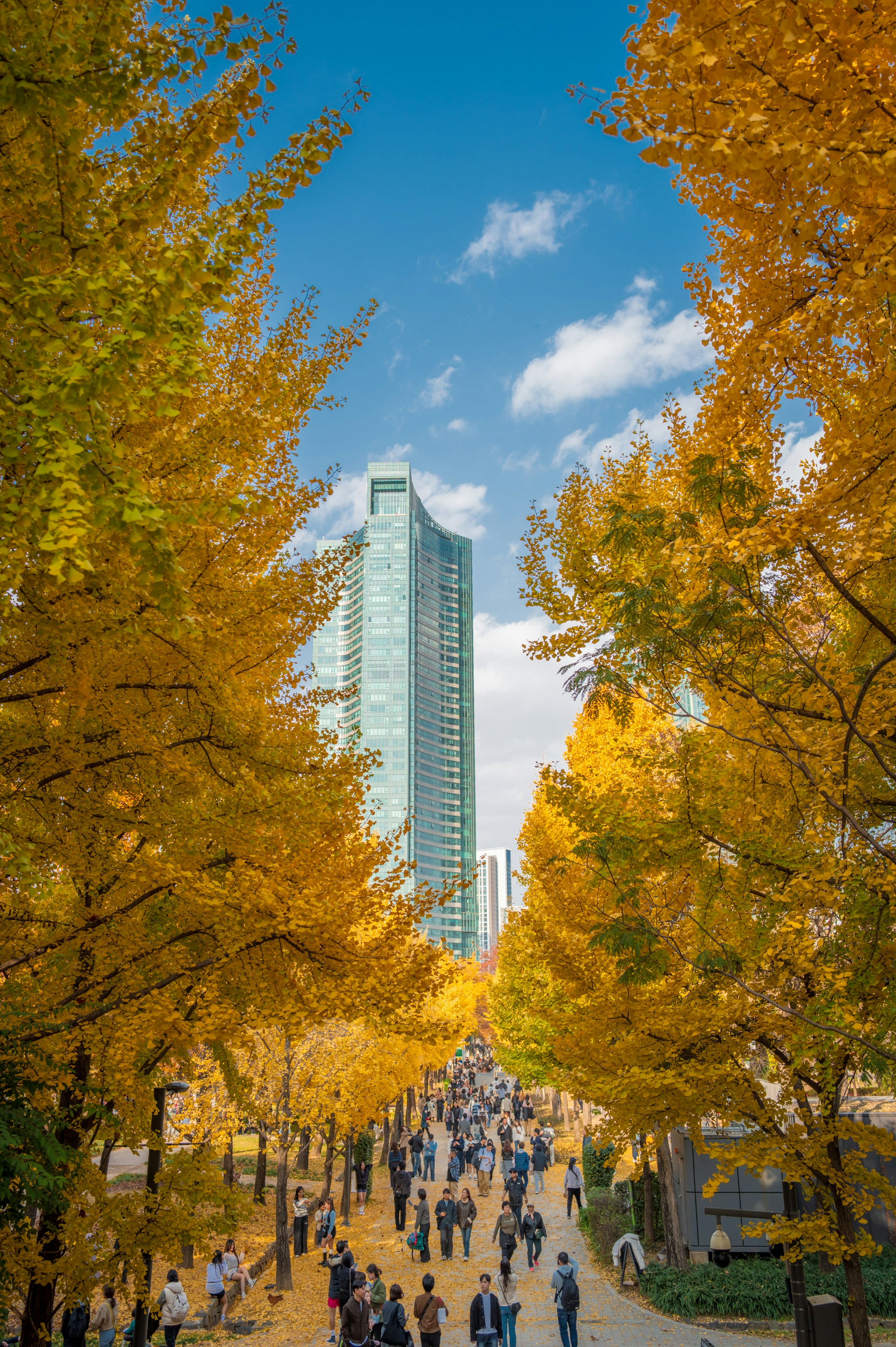 Autumn Avenue to the Sky