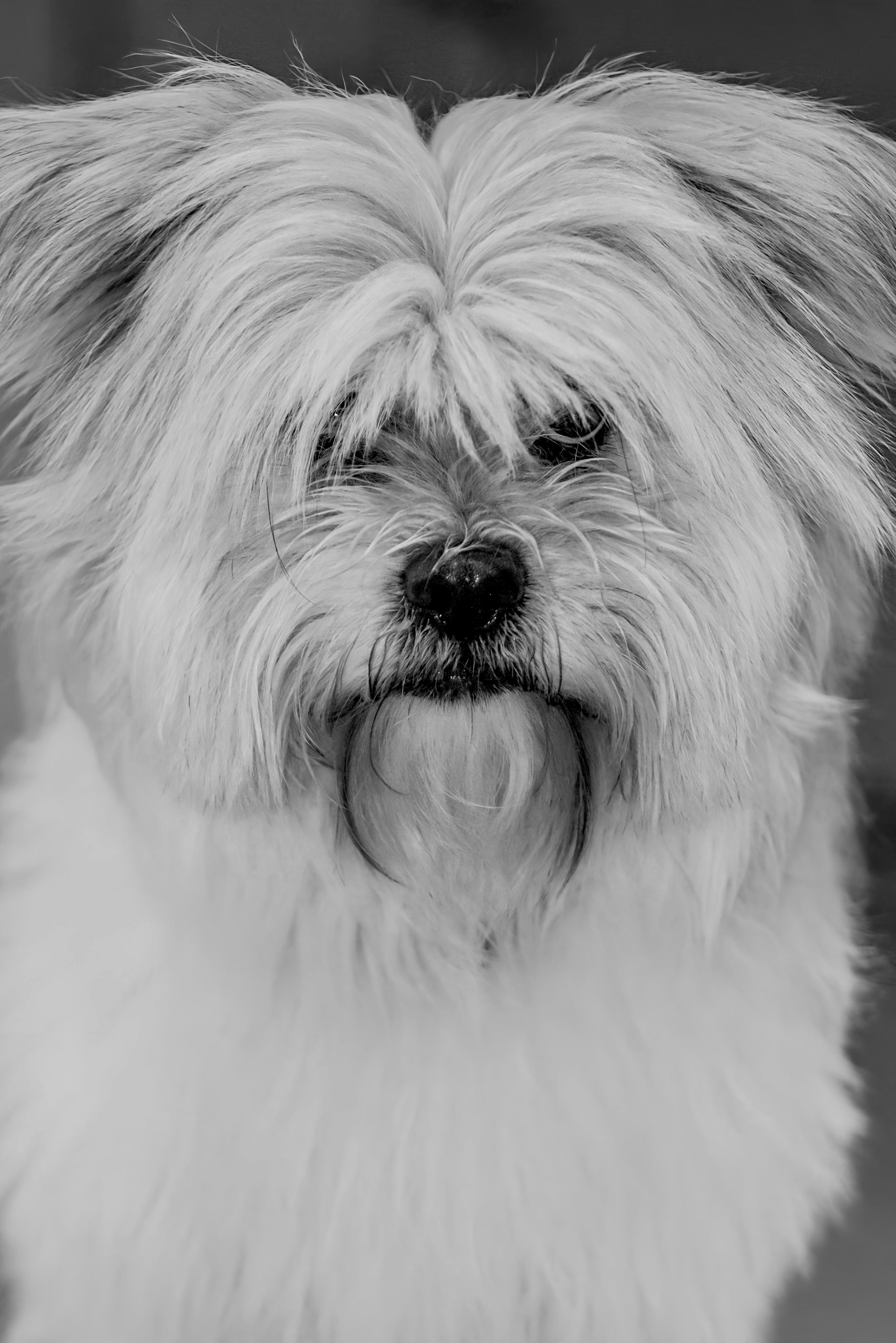 An intimate black and white portrait of a fluffy, long-haired dog, possibly a Shih Tzu or Maltese. The low-key lighting and monochrome filter emphasize the dog's deep, soulful eyes and the texture of its coat, creating a sense of quiet melancholy and loyalty. The long hair falls over the eyes, adding a charming, slightly disheveled look. This close-up is perfect for themes of companionship, pet love, minimalism, and emotional animal portraits. dog, puppy, portrait, black and white, monochrome, pet, animal, companion, fluffy, hairy, cute, shih tzu, maltese, lhasa apso, terrier, close up