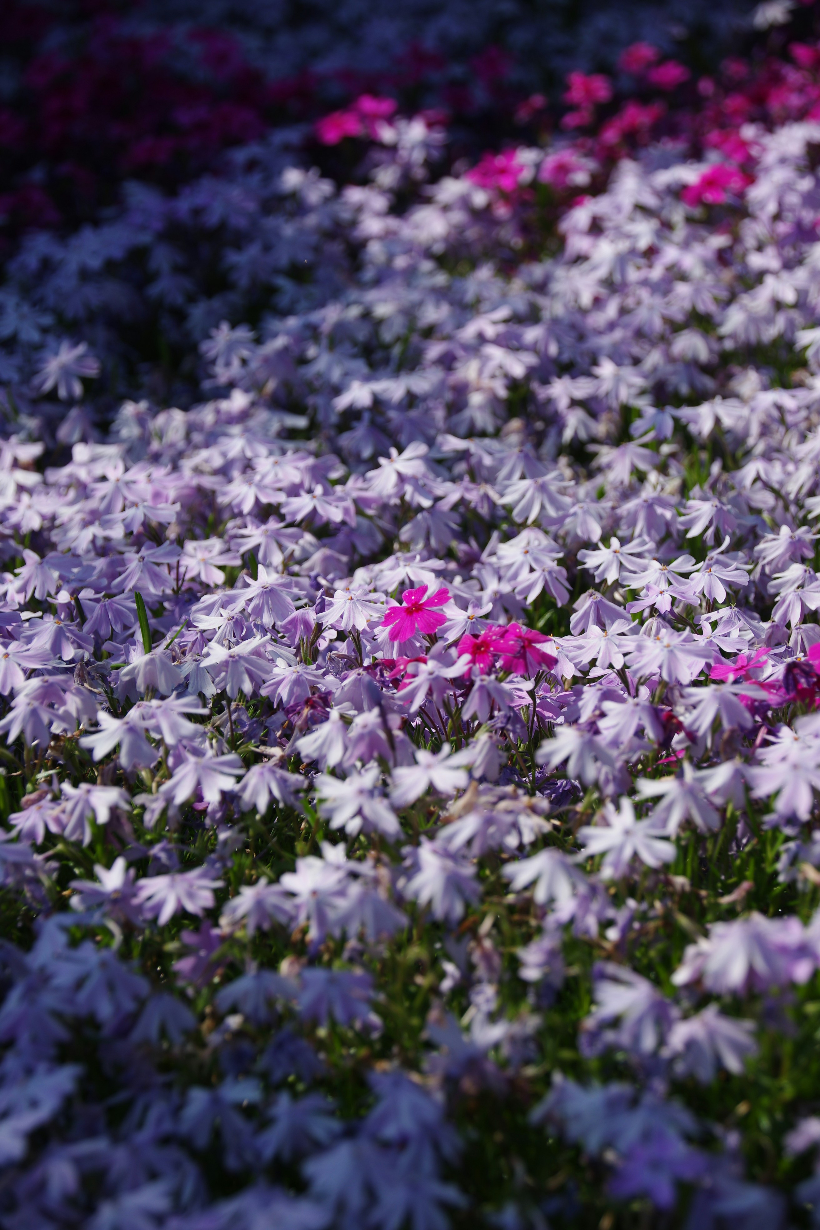 Pink and purple moss phlox
