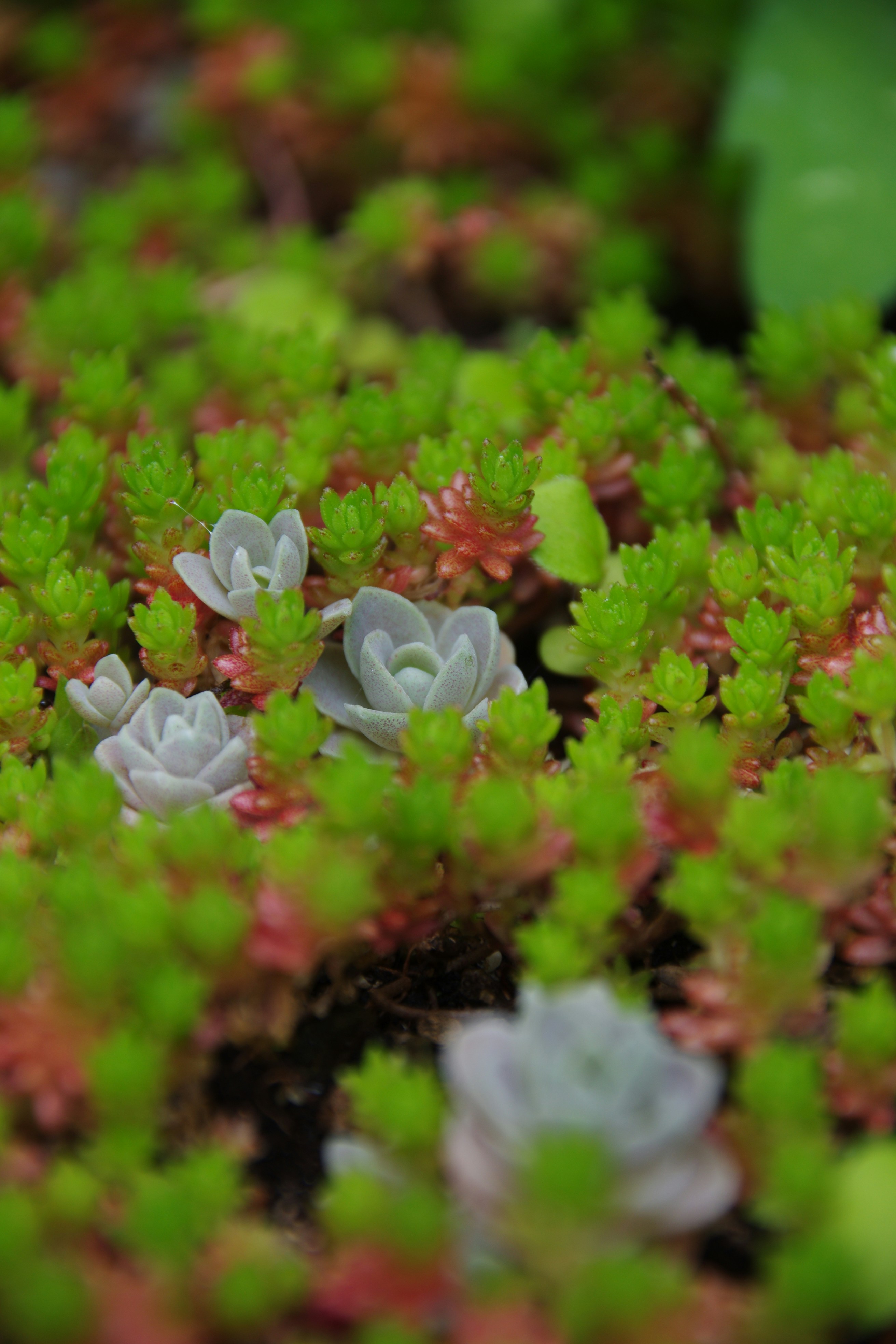 A type of succulent plant, Sedum
