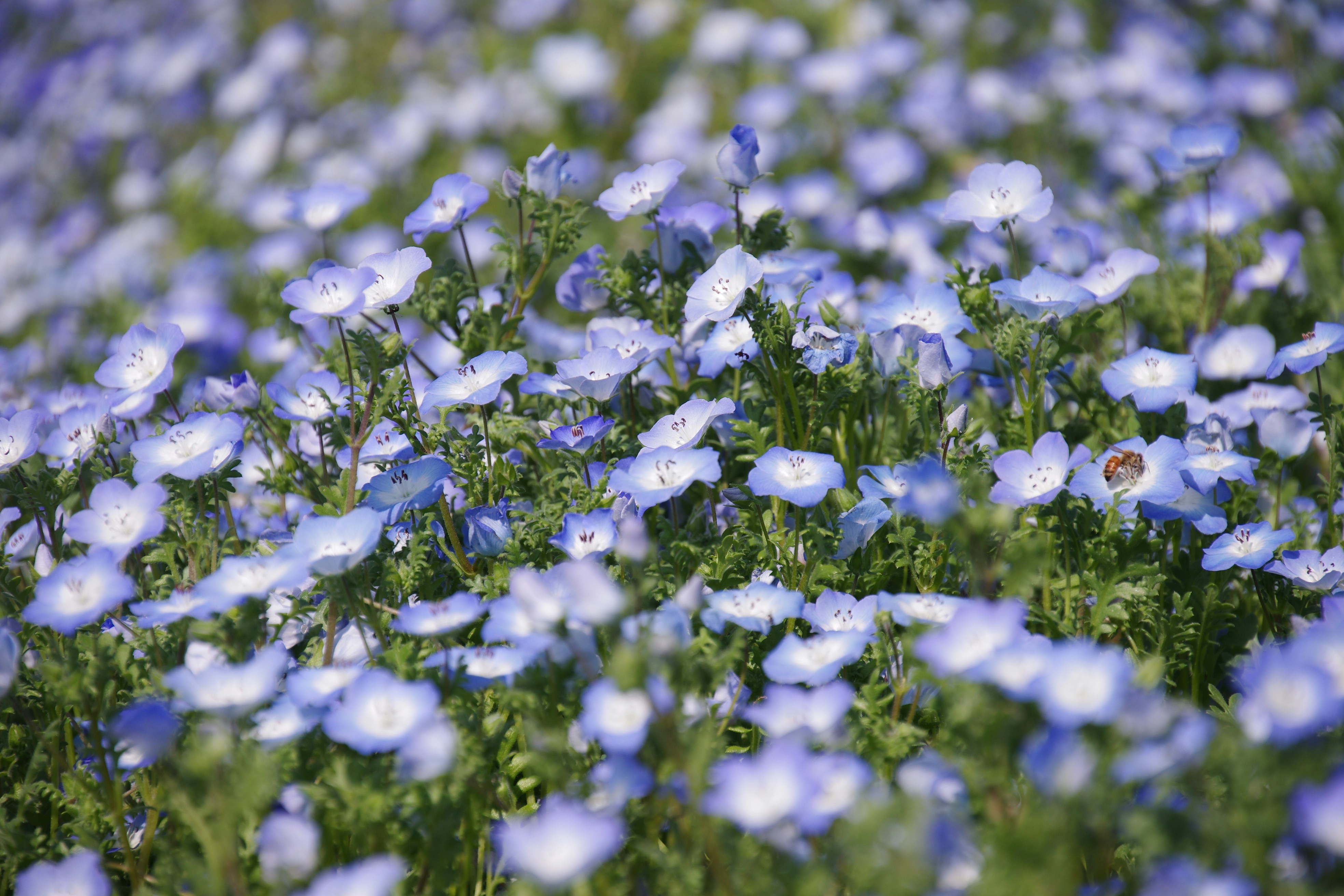 Nemophila