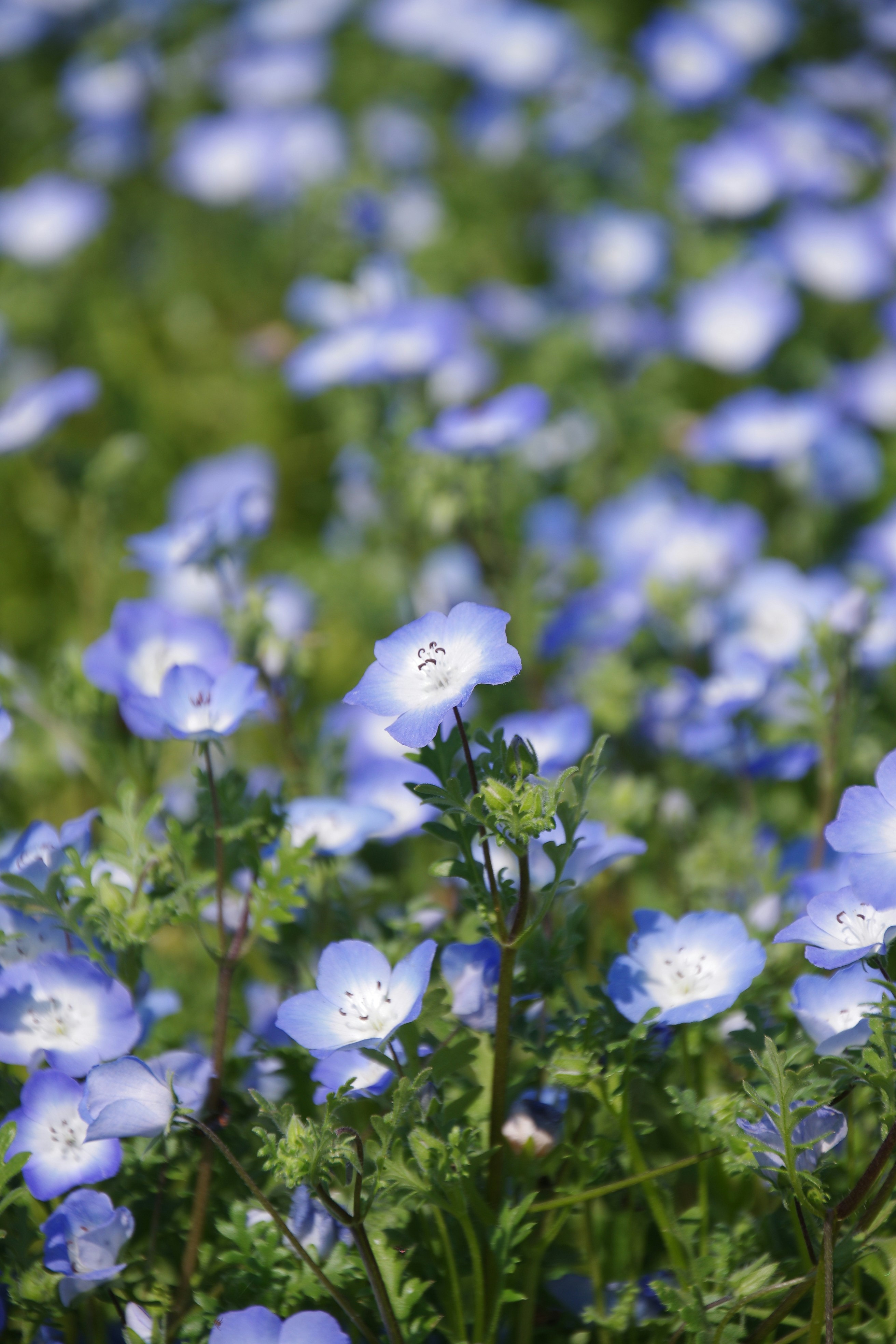 Nemophila