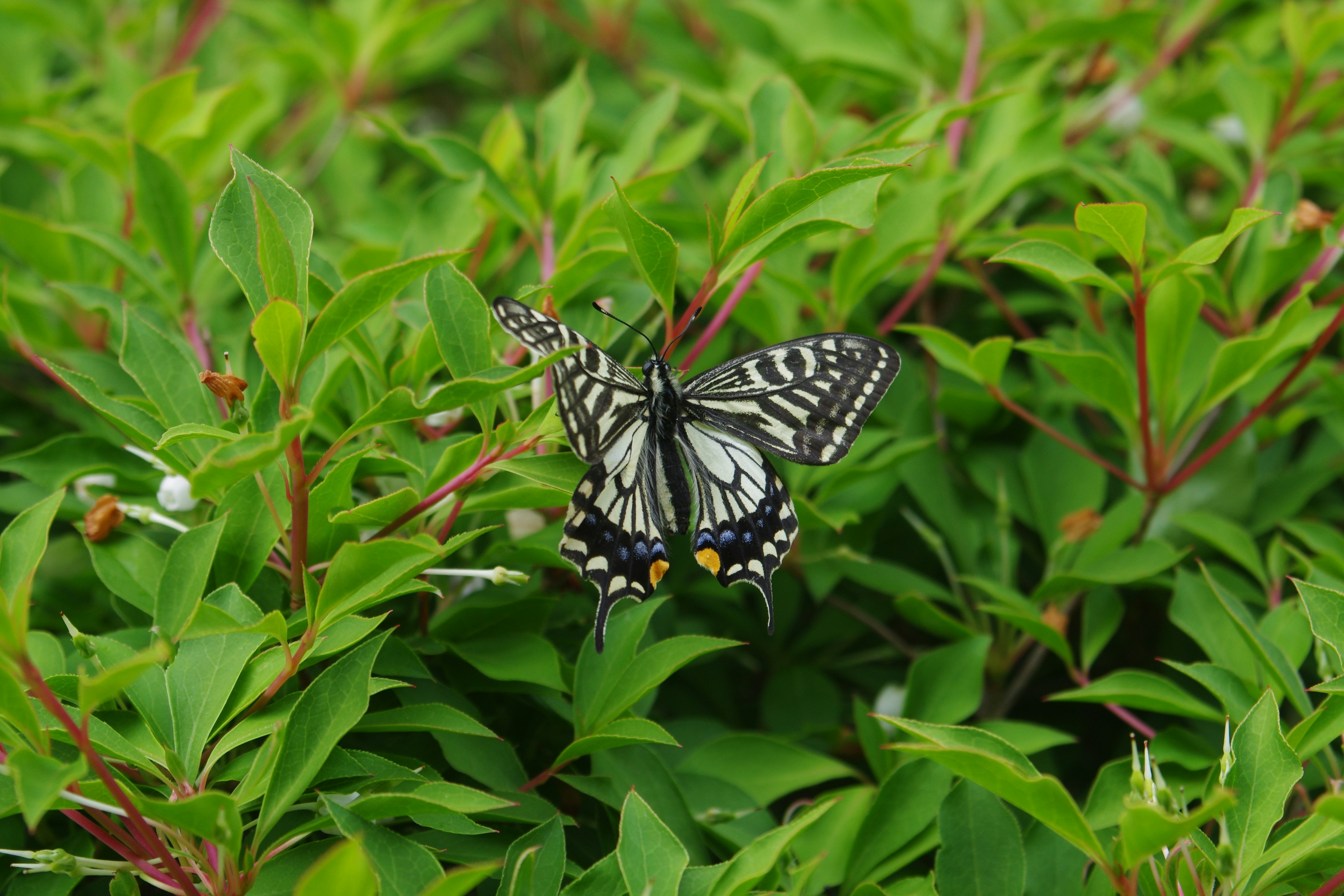 swallowtail butterfly