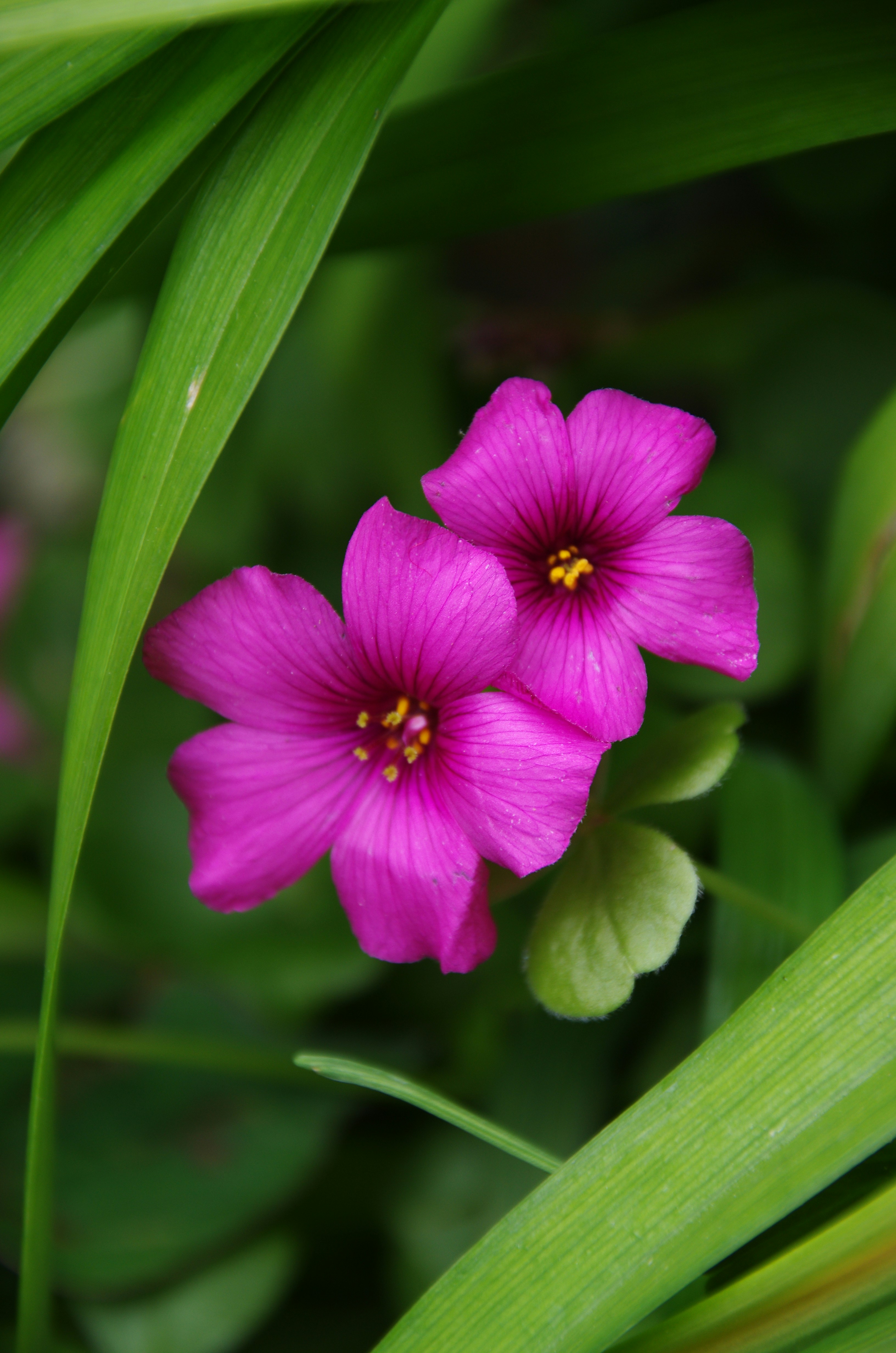 Magenta Blossom Duo: A Close-Up of Bound Petal Redirection