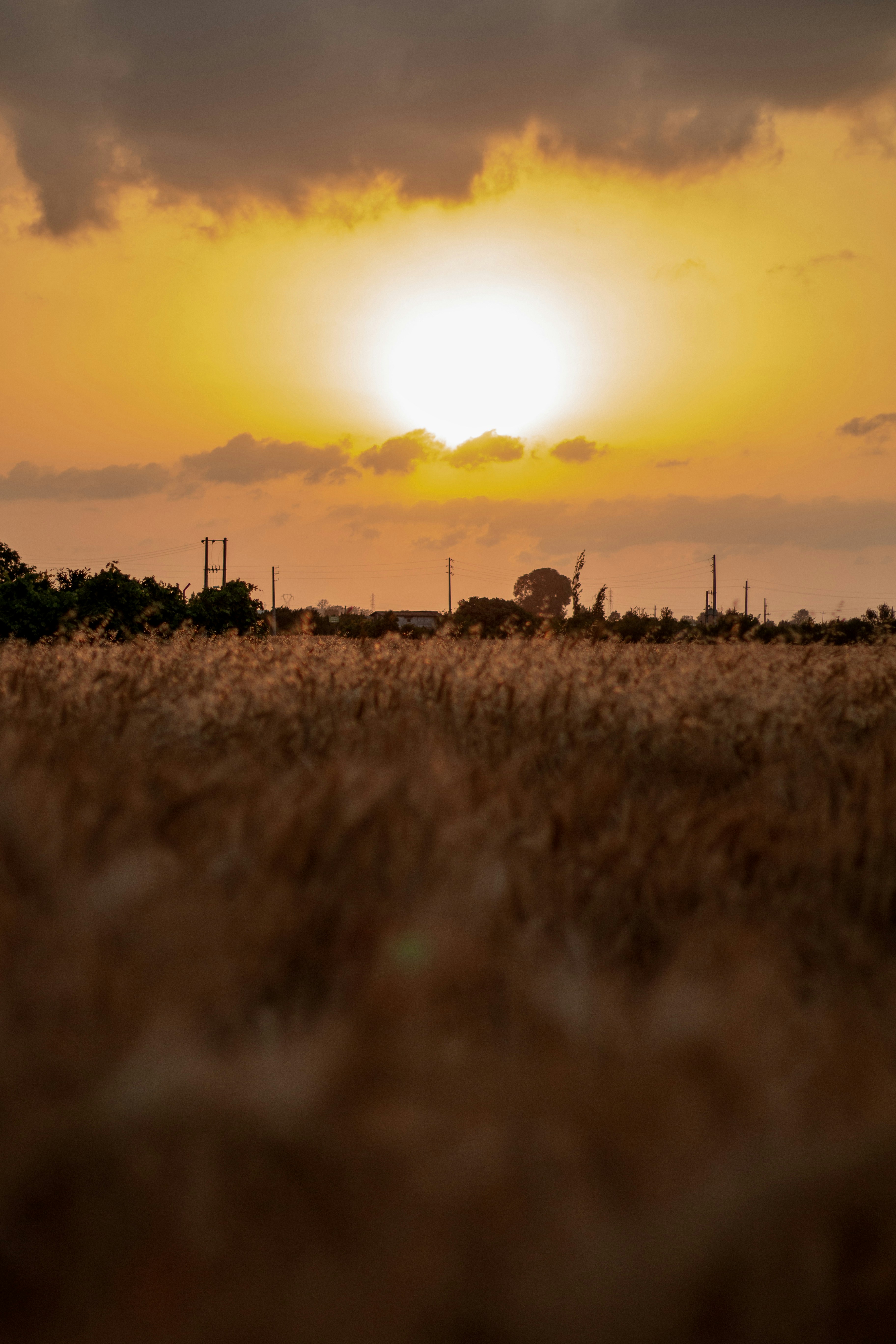 Golden Horizon: Sunset Over Prairie Blows Warm Winds