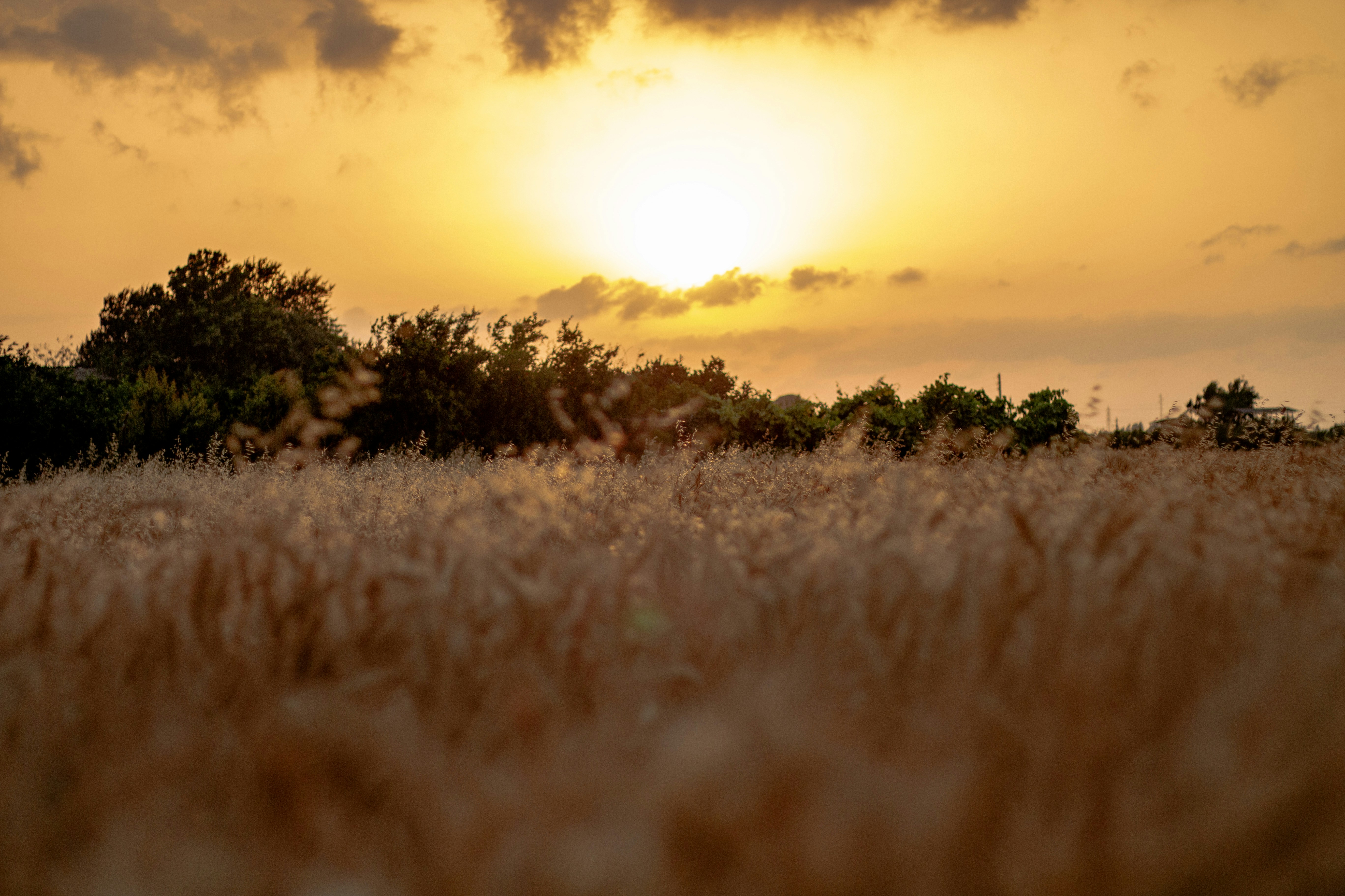 Golden Hour Silhouette: Horizon Bloom over a Field of Tall Grass