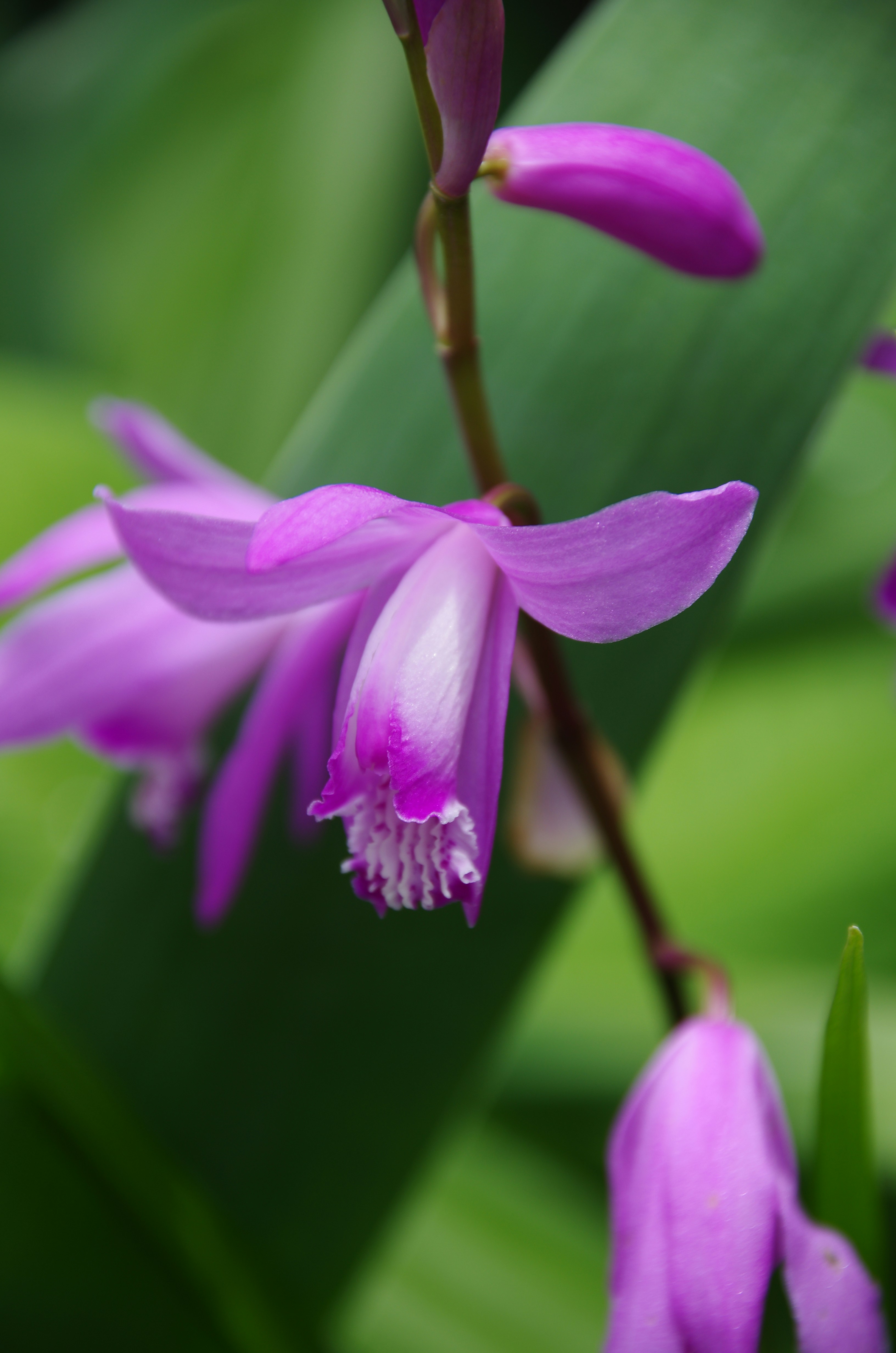 Purple orchid bloom slipping into focus along a green canvas