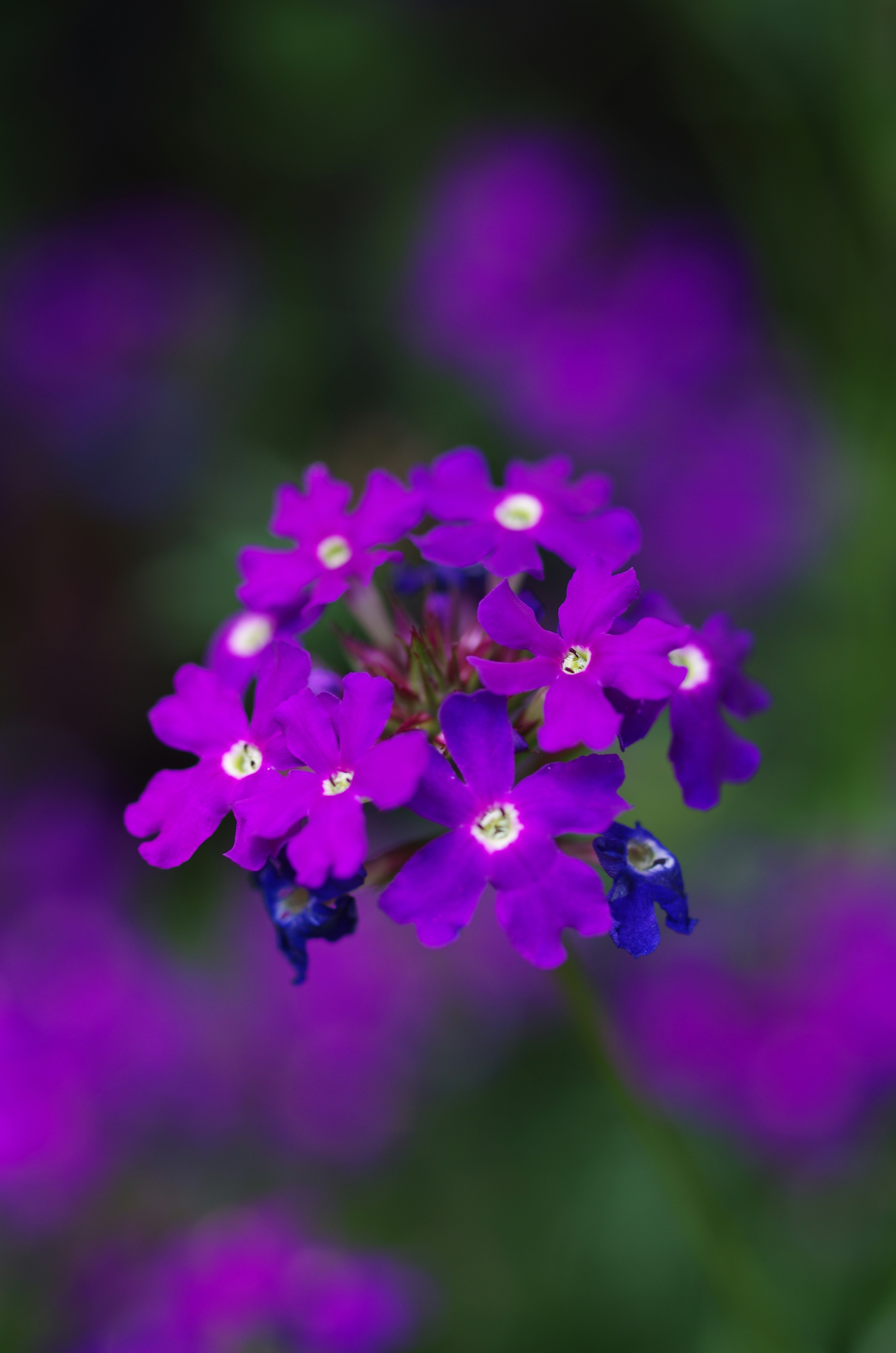 Violet Bloom Cluster: A Portrait in Blur and Color