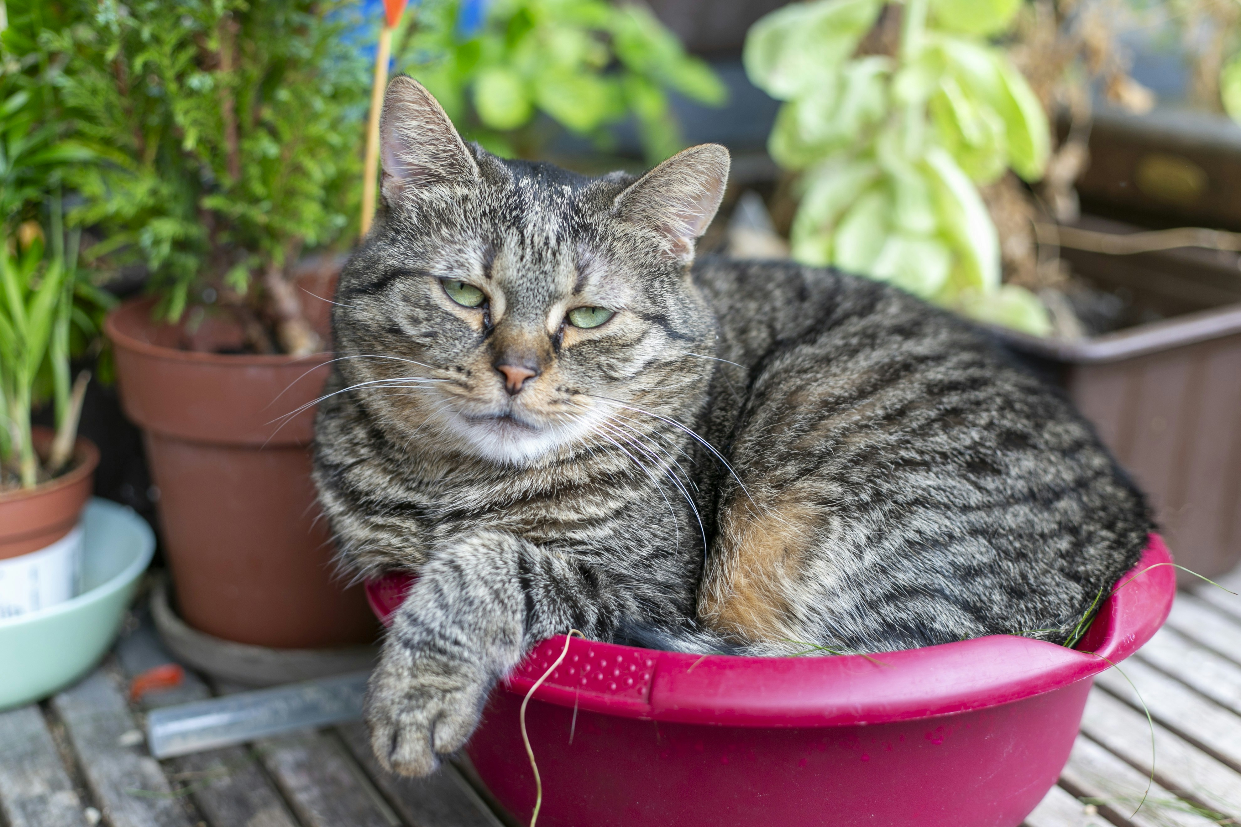 Calm Cat in a Pink Basin Among Garden Greens