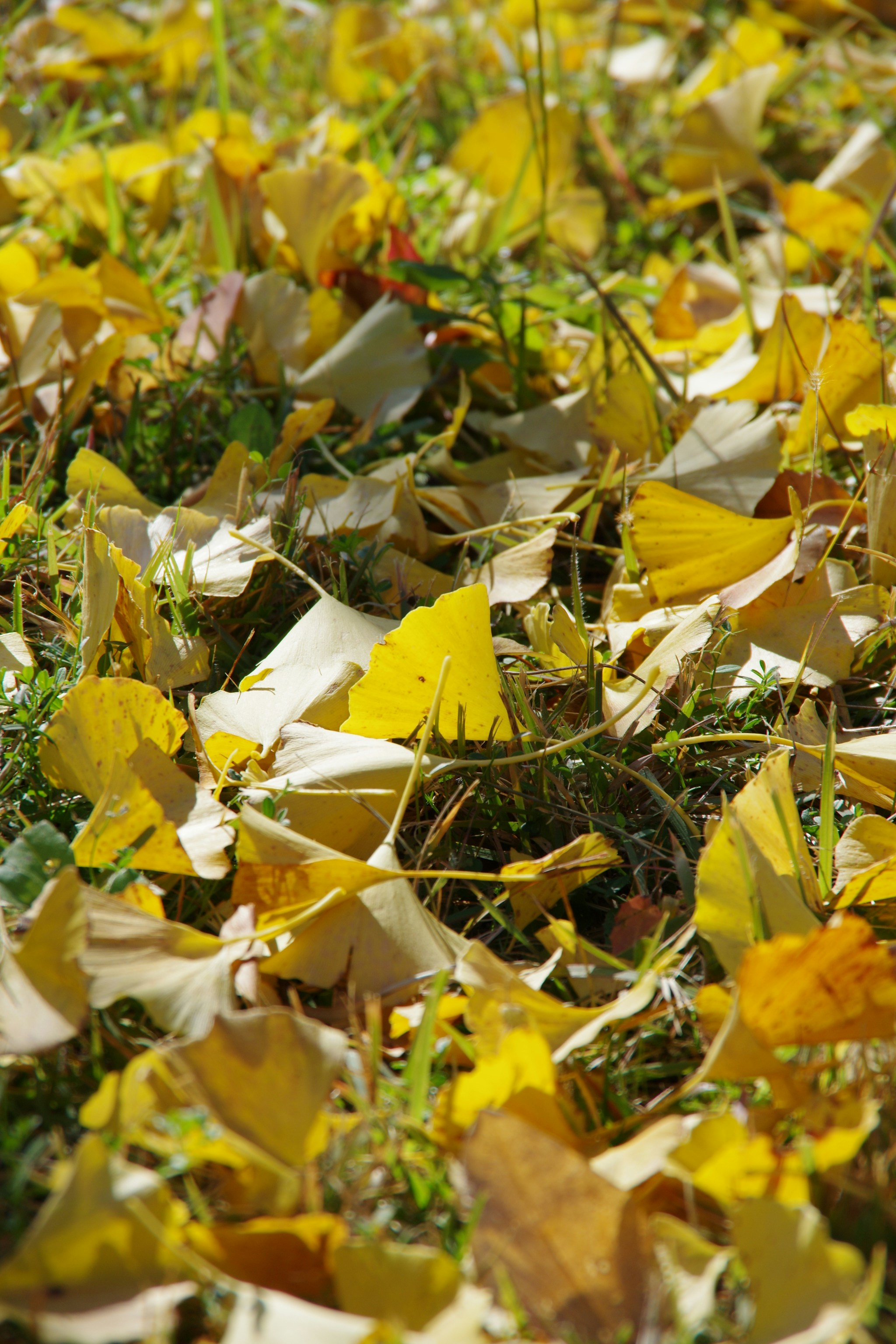 Fallen ginkgo leaves