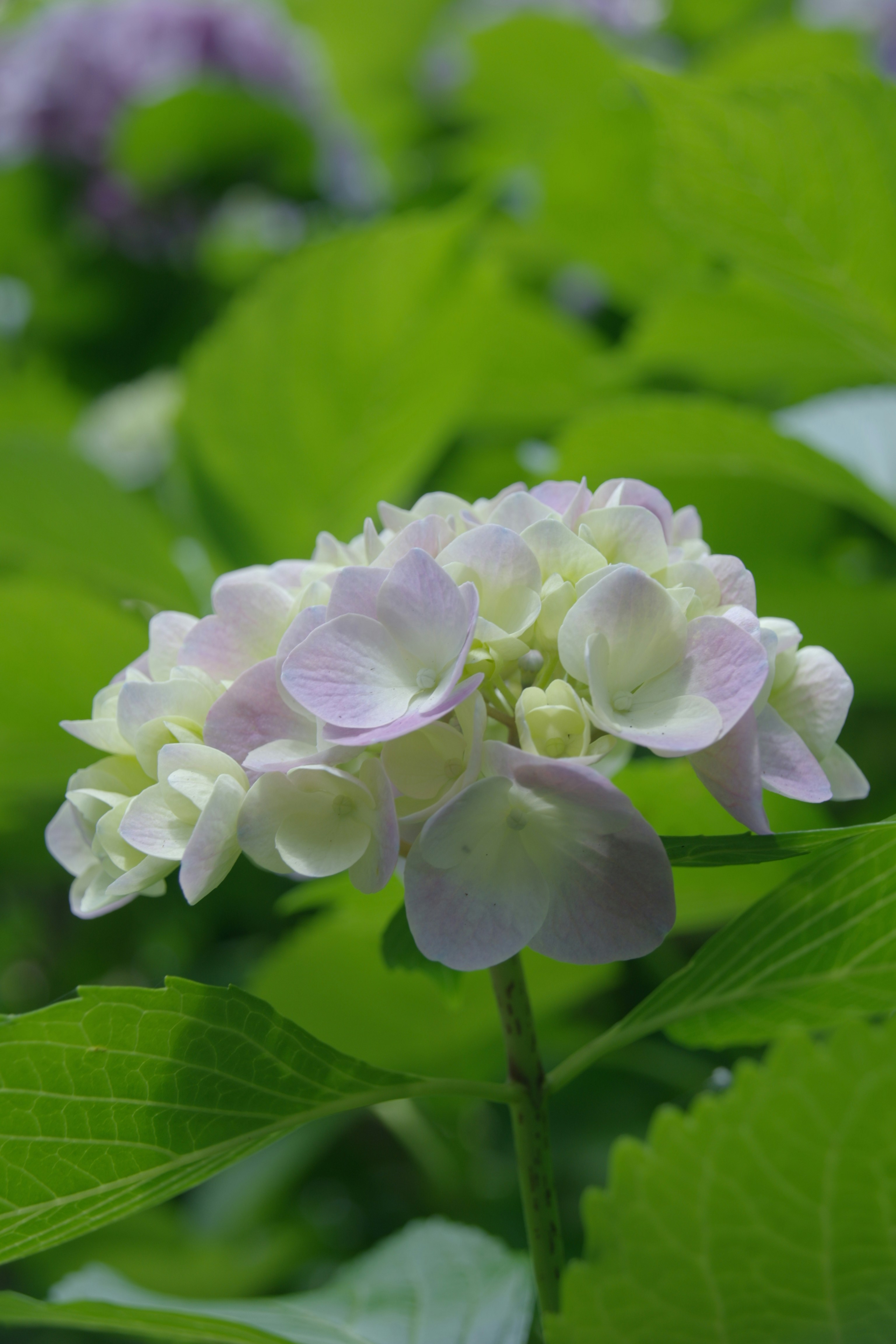 Pastel Hydrangea Bloom: The Quiet Center of Spring
