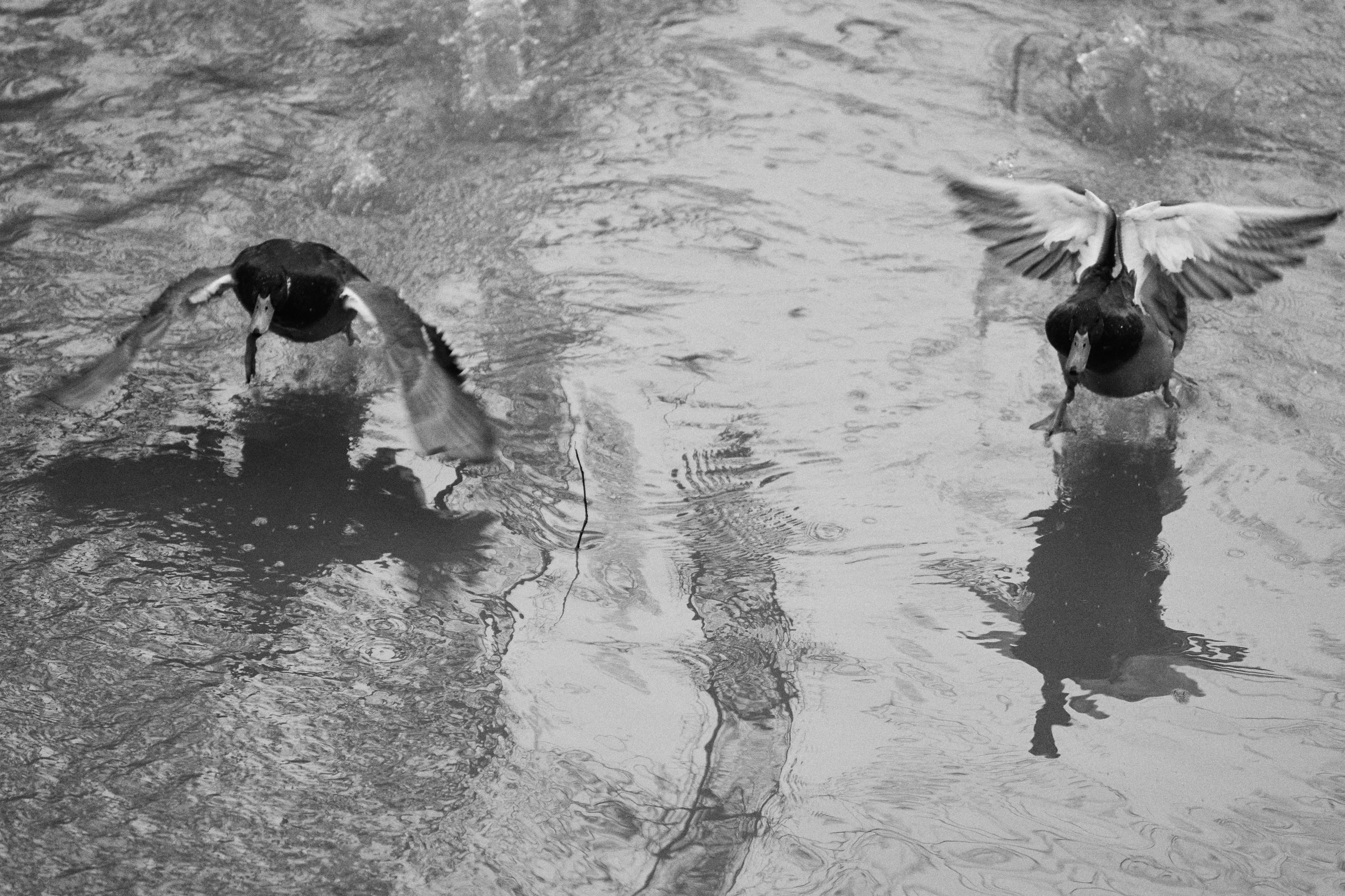 Winged Arrival: Ducks Touch Down on a Quiet River Surface