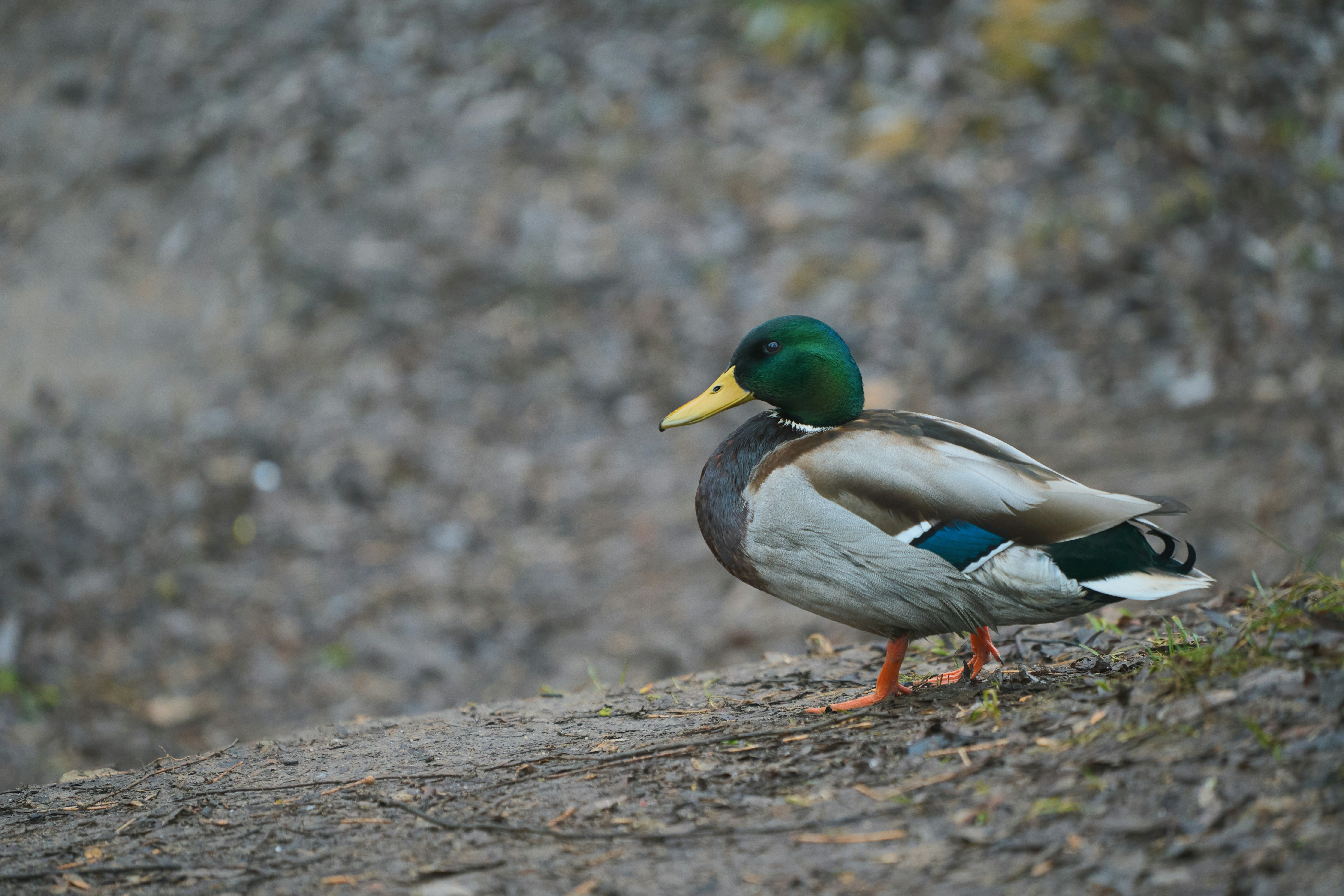 A mallard duck stands on a dirt path. photo – Free Animal Image on Unsplash