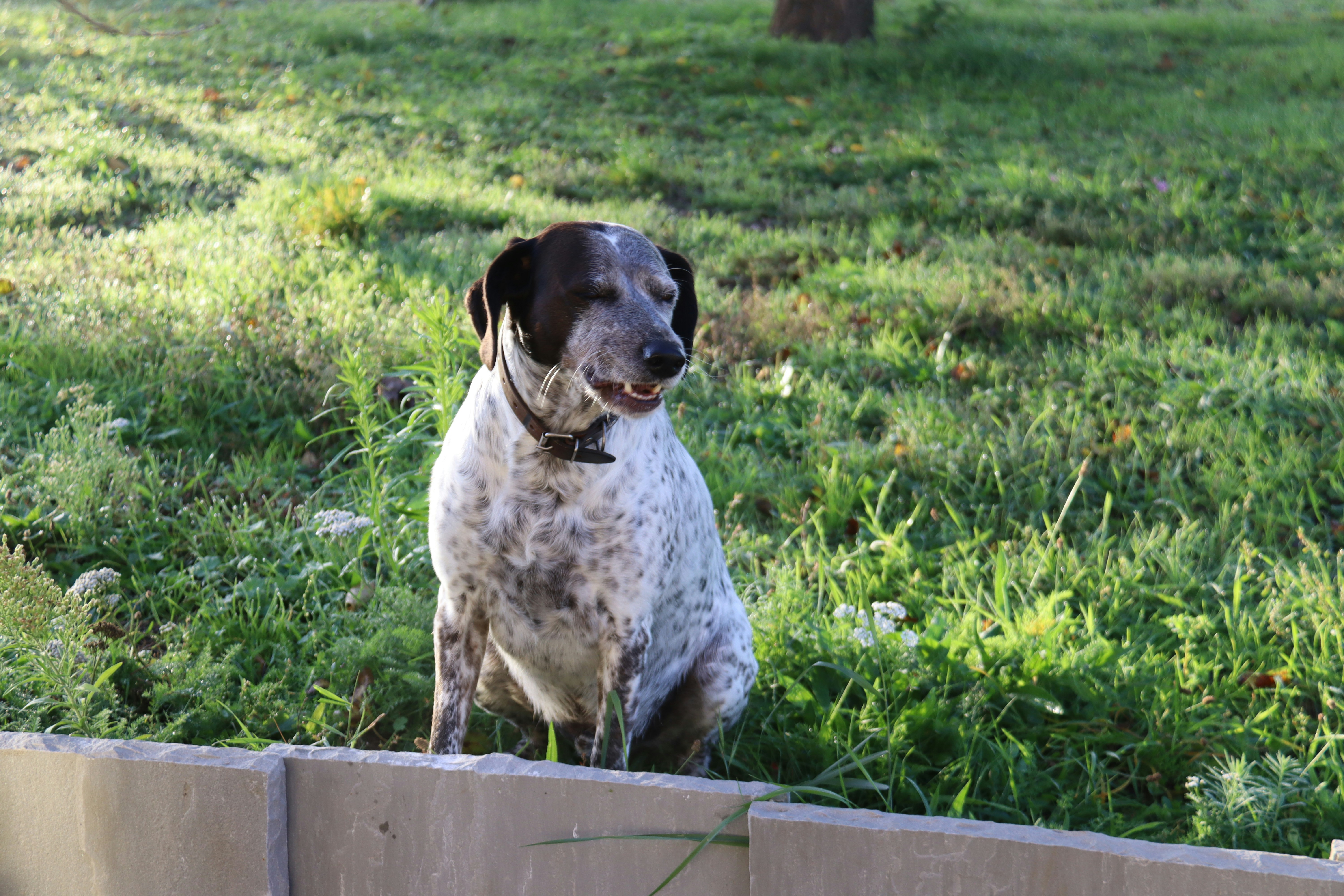 A speckled dog sits on grassy ground.