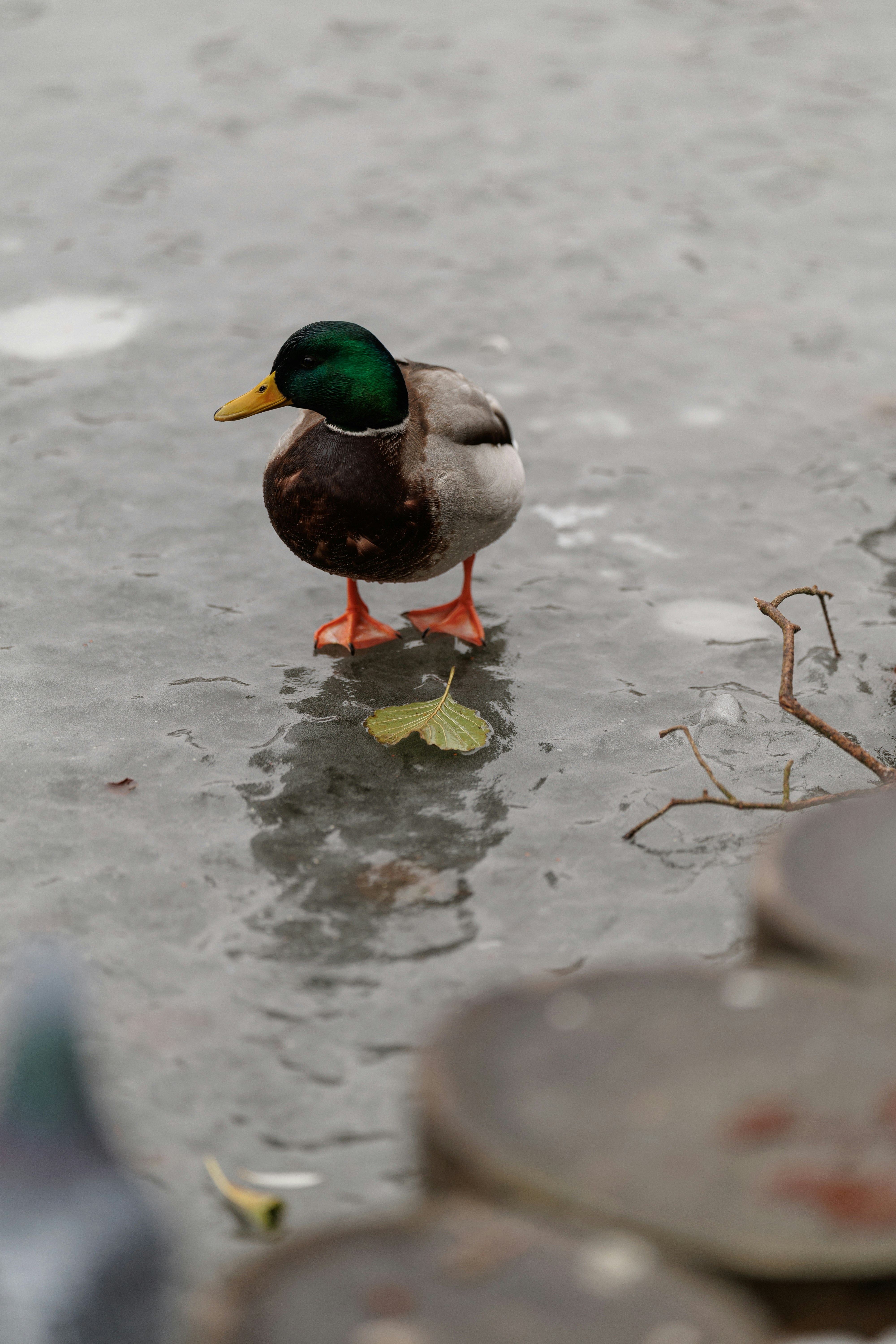 Midwinter Drake: A Green-Headed Mallard Stands on Icy Quiet