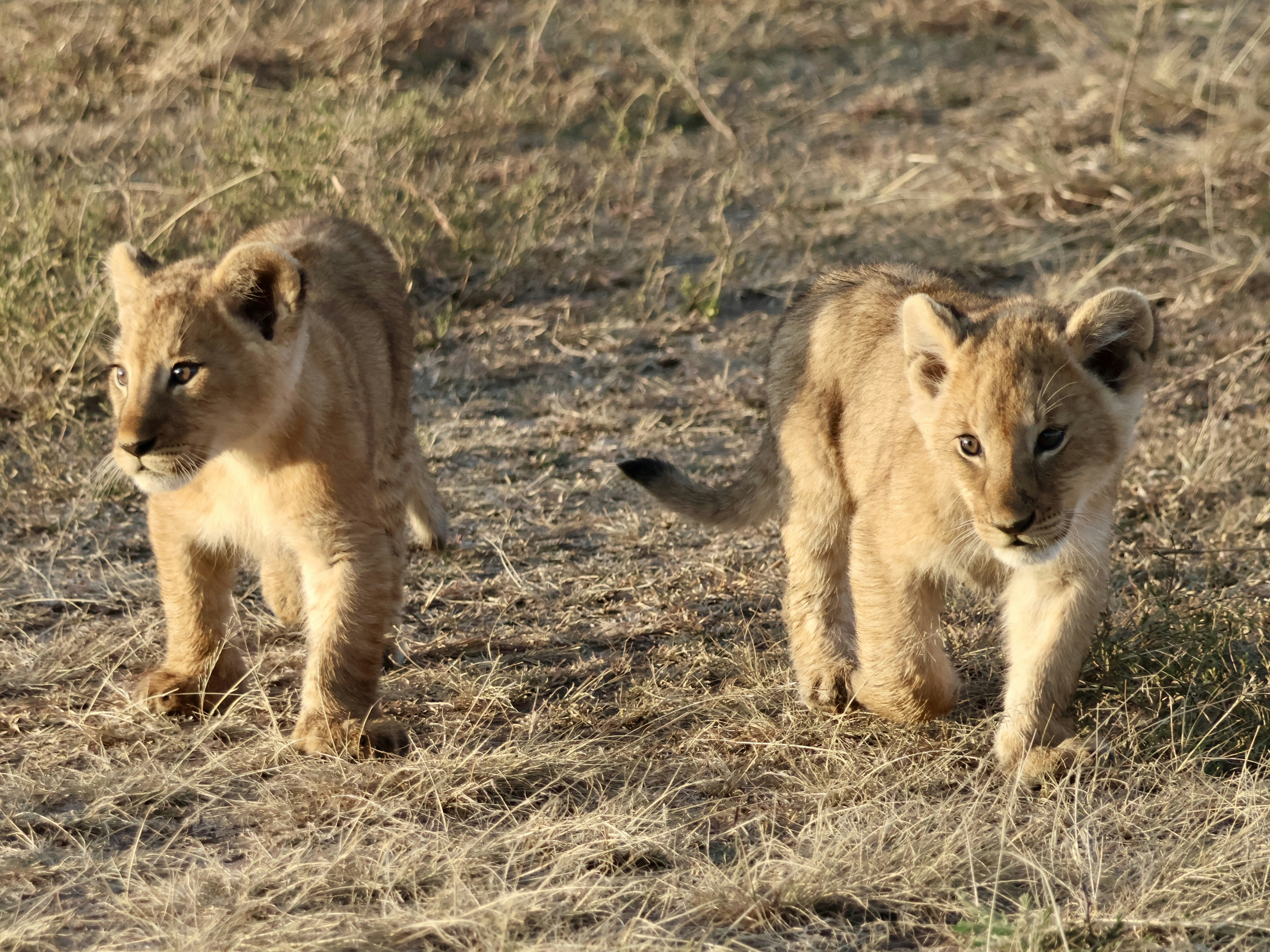 Two Lion Cubambers: A Pair of Young Lions Trek Across Golden Grass
